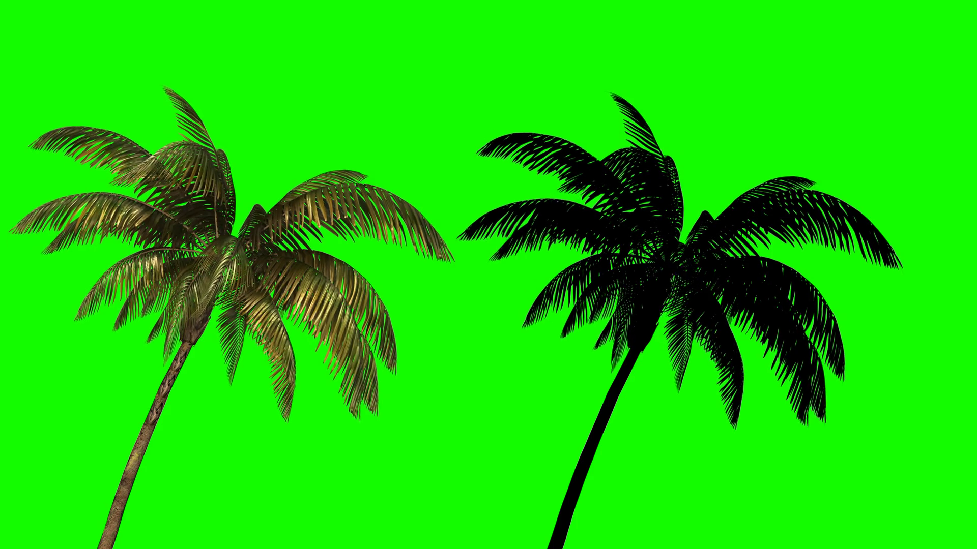 Coconut Tree With Shadow On Green Background Stock Motion Graphics SBV ...