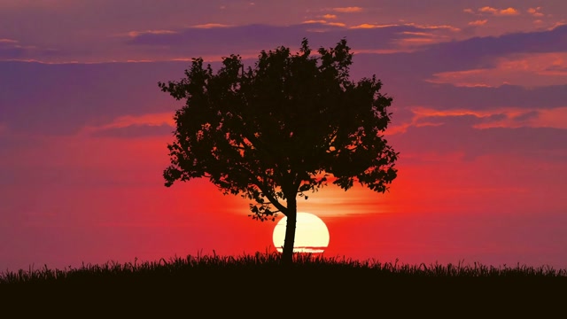 Tree Time Lapse Footage - Storyblocks