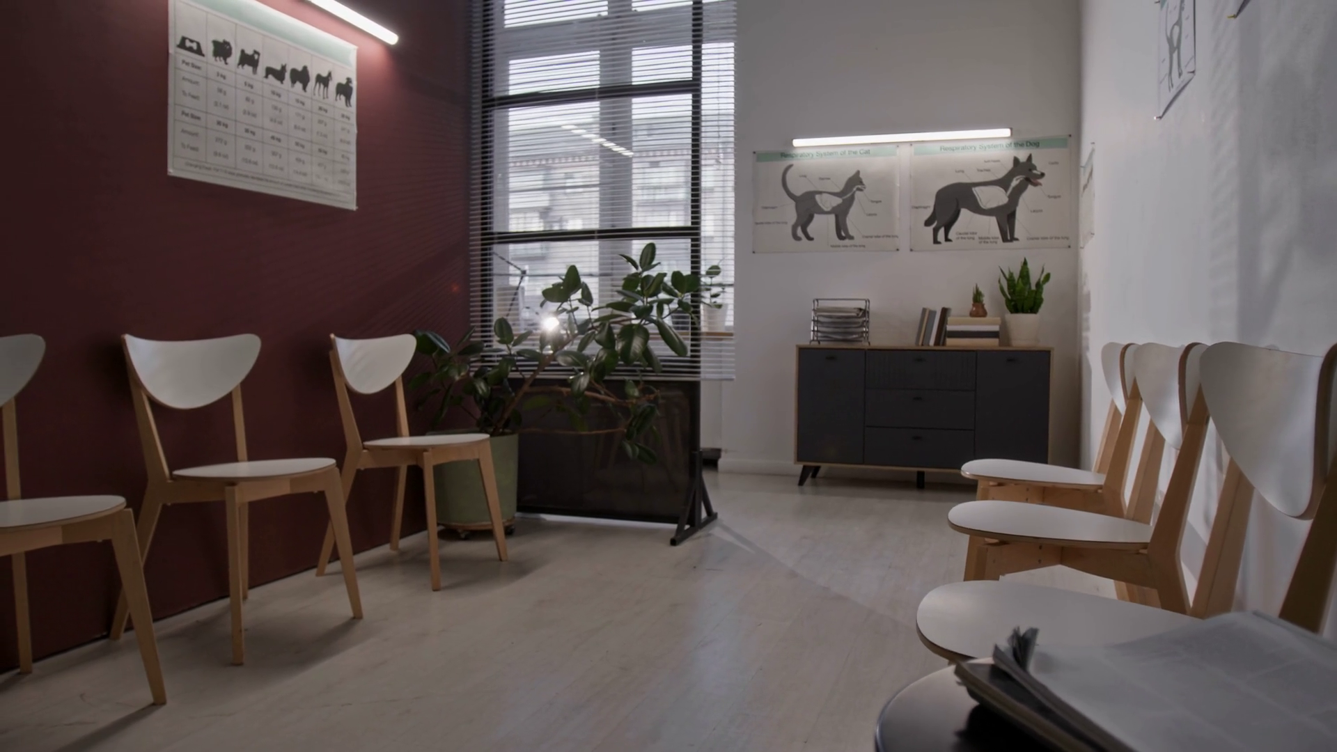 Interior Of Modern Veterinary Clinic Waiting Stock Footage SBV-351942464 - Storyblocks