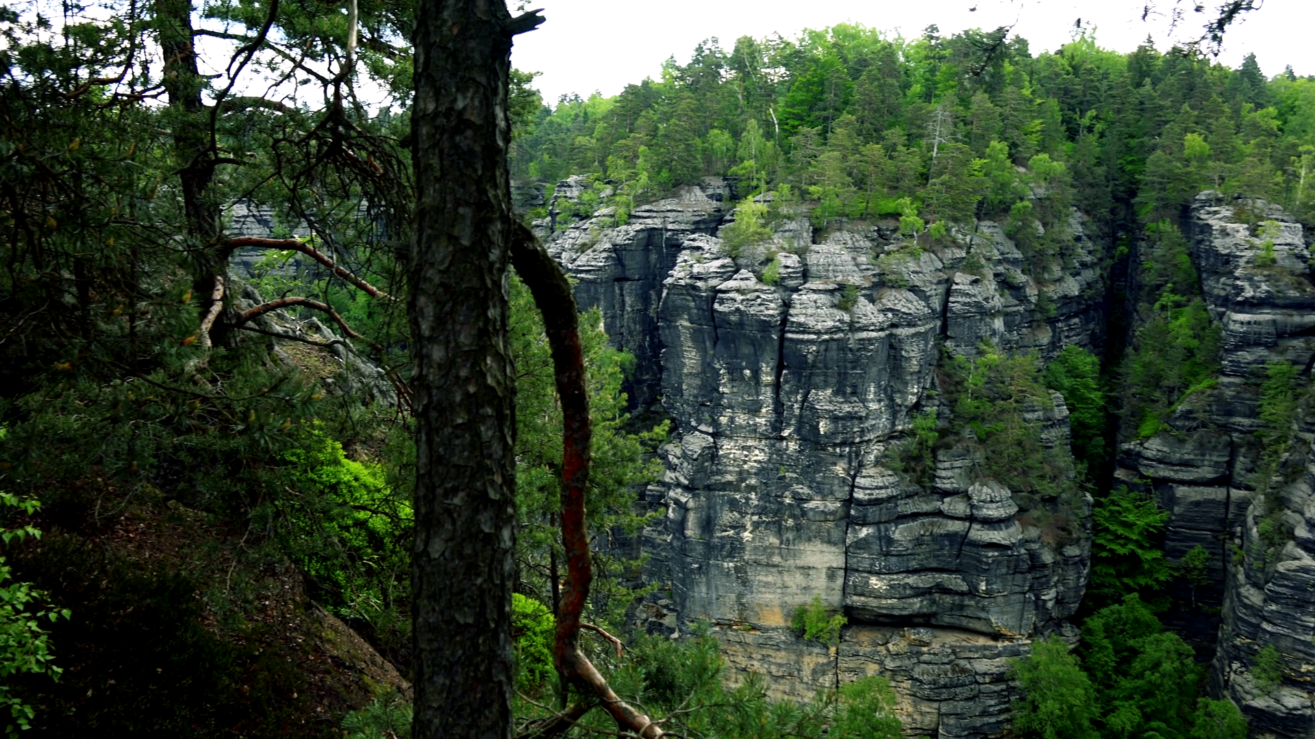 A forest on the edge of a steep cliff, trees in the foreground Stock ...