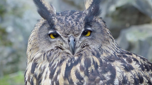 Owl Head Turn Stock Footage: Royalty-Free Video Clips - Storyblocks