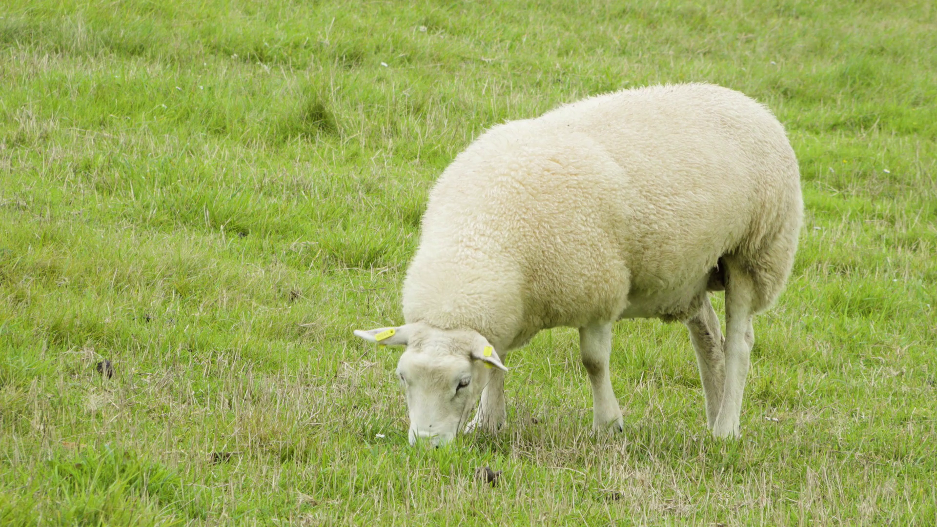 A close up view of one single sheep that eats in a green field. Stock ...