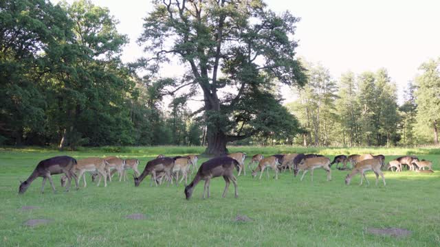 Bucks Stack Stock Footage: Royalty-Free Video Clips - Storyblocks