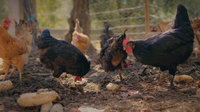 Chickens Farm Stock Footage: Royalty-Free Video Clips - Storyblocks