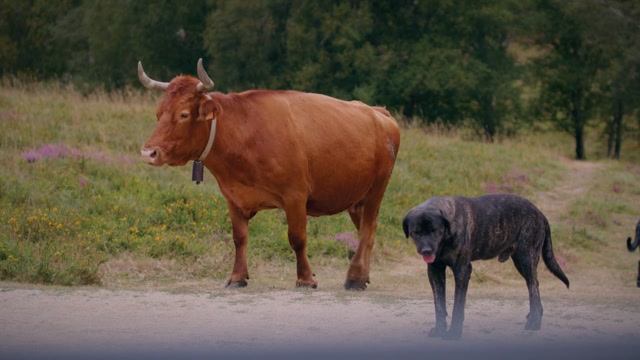 Rural Dogs Stock Footage: Royalty-Free Video Clips - Storyblocks