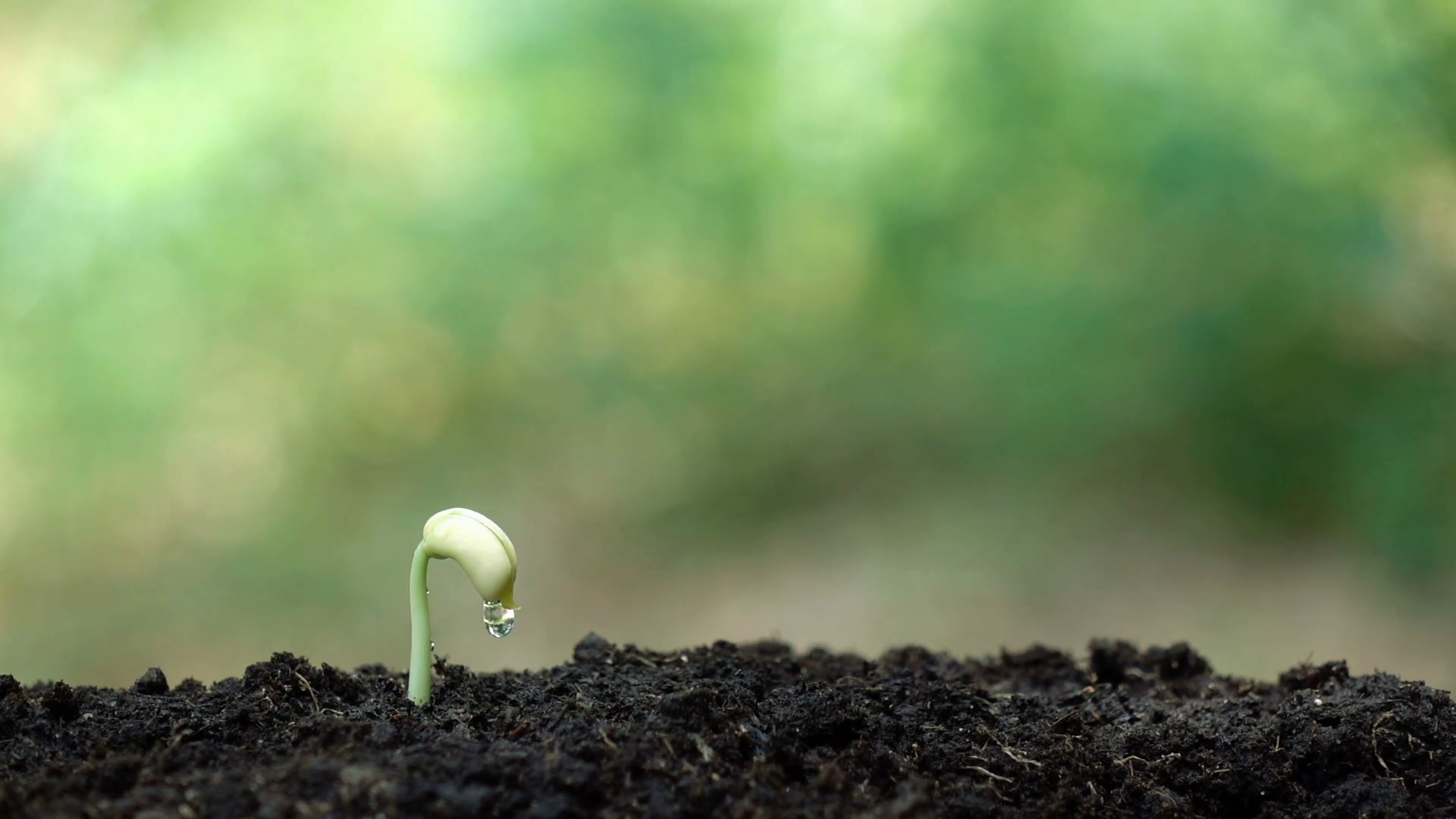 Planting Tree Save Earth Natural Clean Stock Footage SBV-325704369 ...