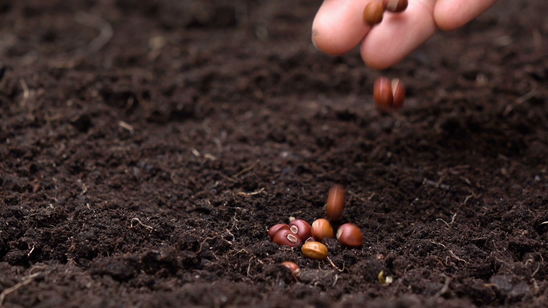 Sowing the seeds , Planting a tree for save the earth and natural ...