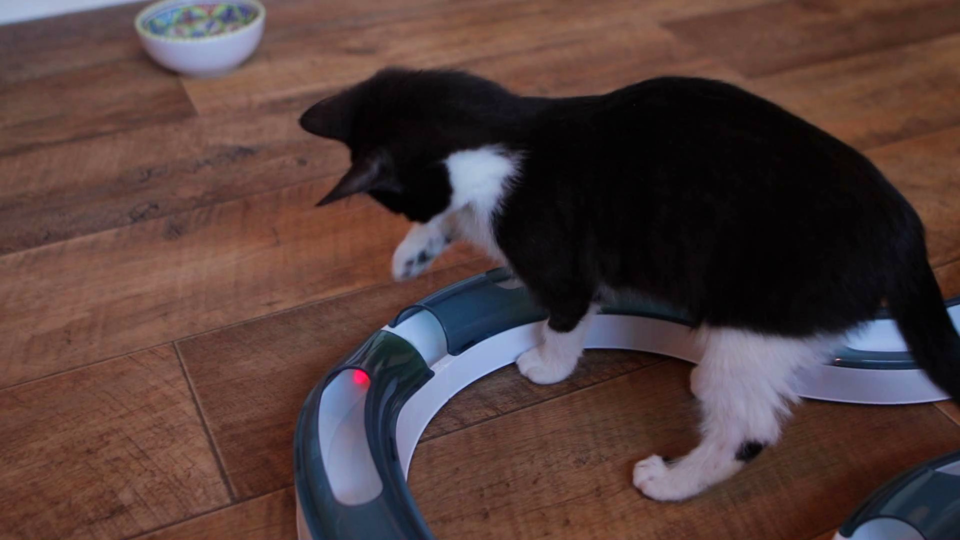 Adorable Kitten Playing With Toy Stock Footage SBV-303483801 - Storyblocks