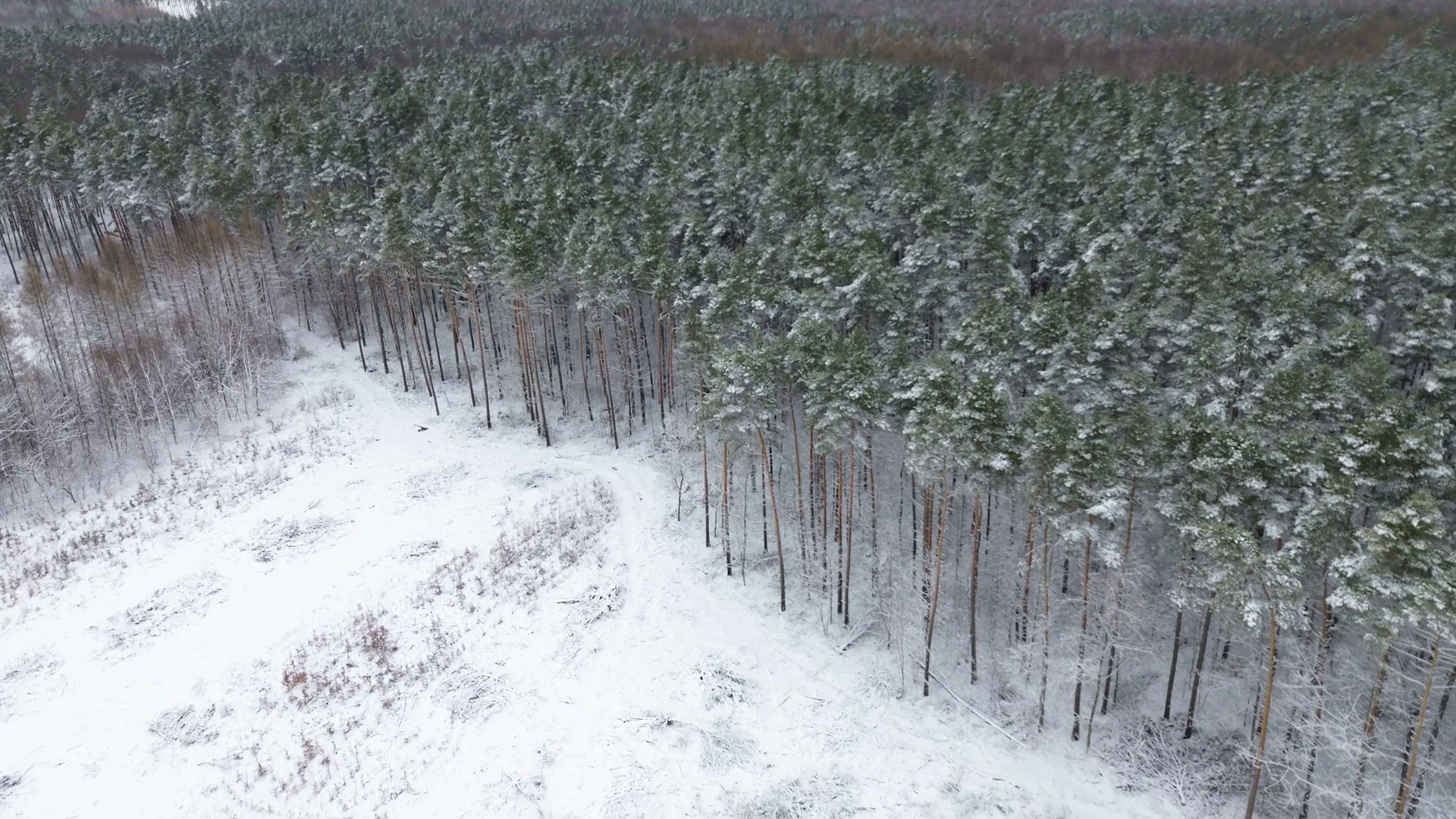 Snowy Woodland Scene With Evergreen Trees Stock Footage SBV-353053176 ...