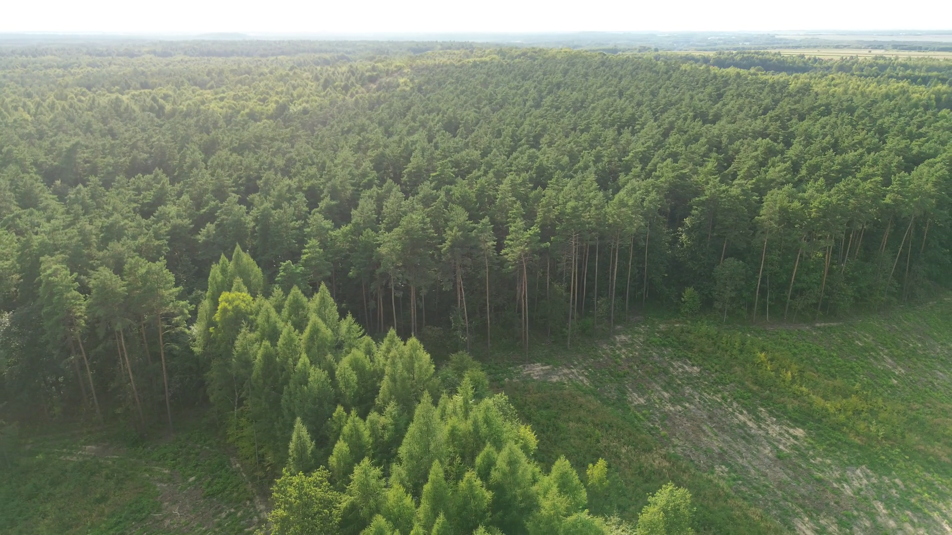 "young Evergreen Plants Spreading Across Stock Footage SBV-353428083 ...