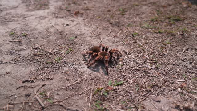 Spider Brain Stock Footage: Royalty-Free Video Clips - Storyblocks