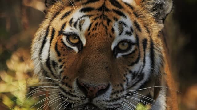 Animal Poaching Stock Footage: Royalty-Free Video Clips - Storyblocks