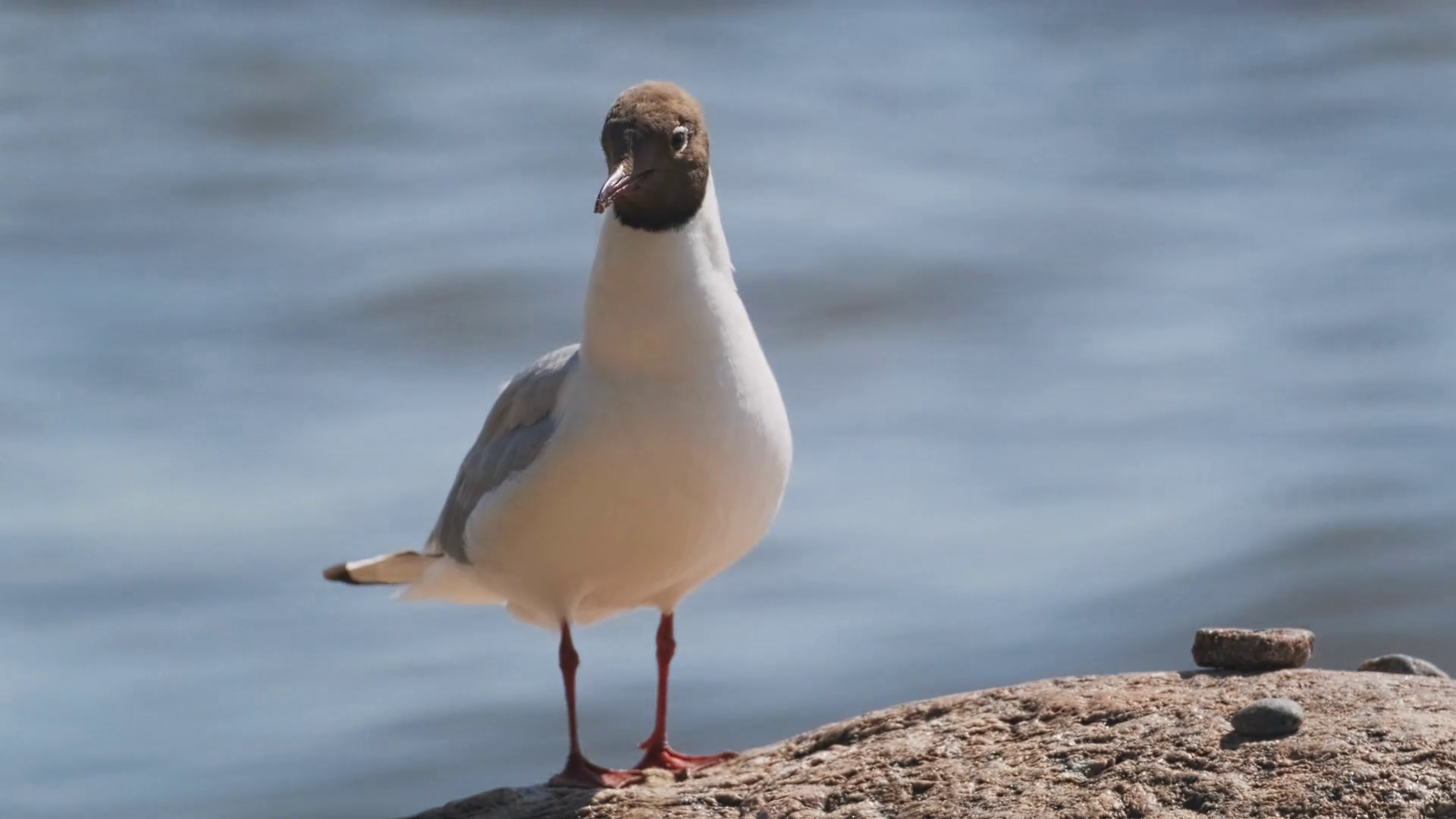 Close-up Portrait Of Seagull Standing On Stock Footage SBV-348738035 ...