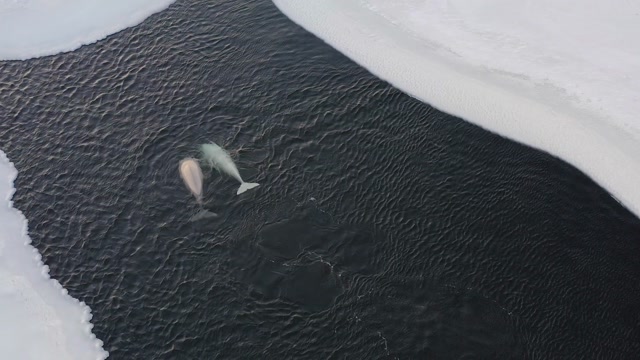 Beluga Whale Stock Footage: Royalty-Free Video Clips - Storyblocks