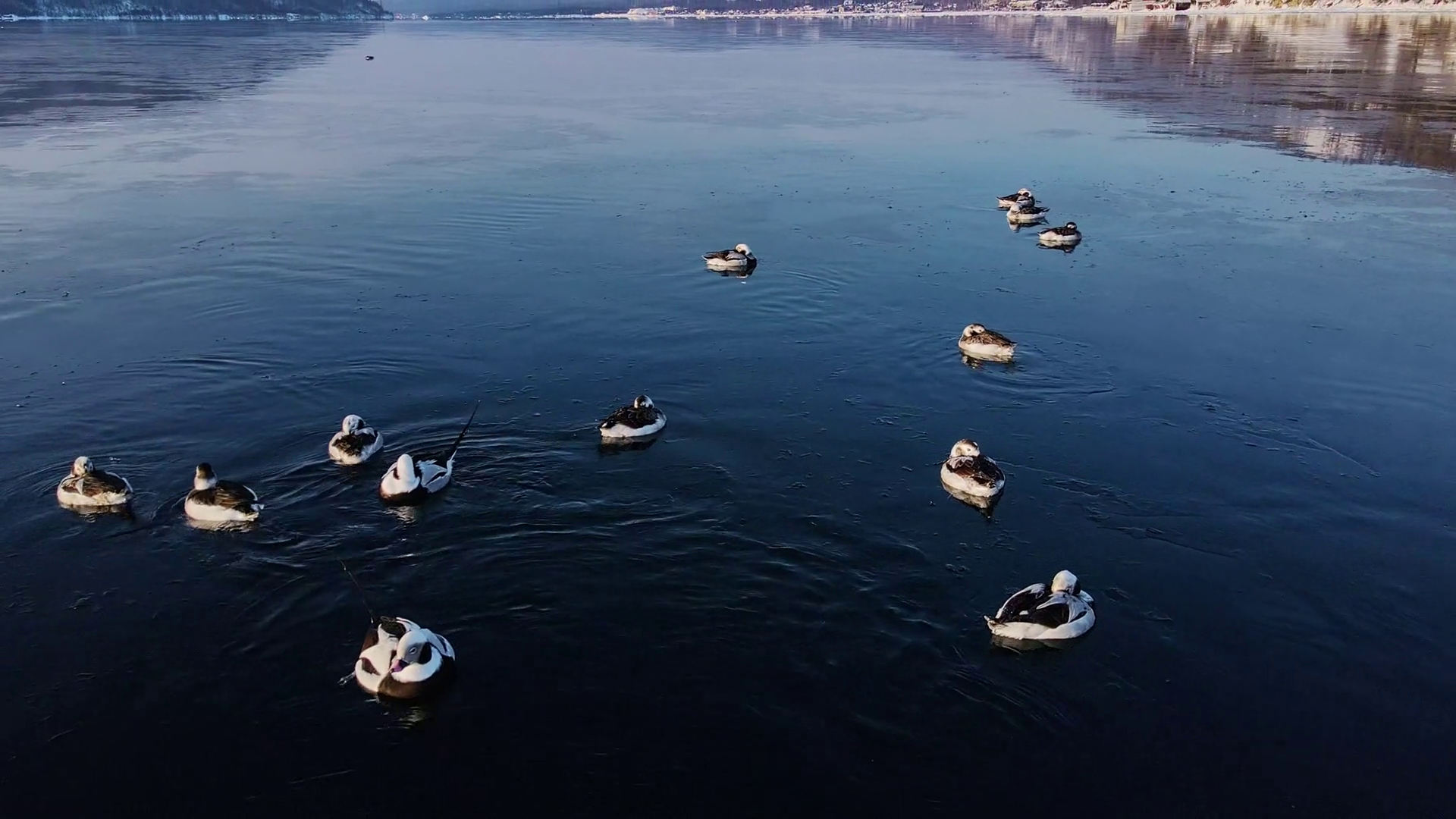 Drone View Of Flock Of Long-tailed Ducks Stock Footage SBV-348486501 ...