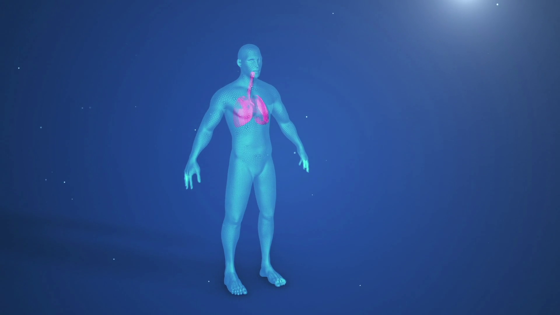 3d Animation Of Pulsating Lungs In Human Stock Motion Graphics SBV ...