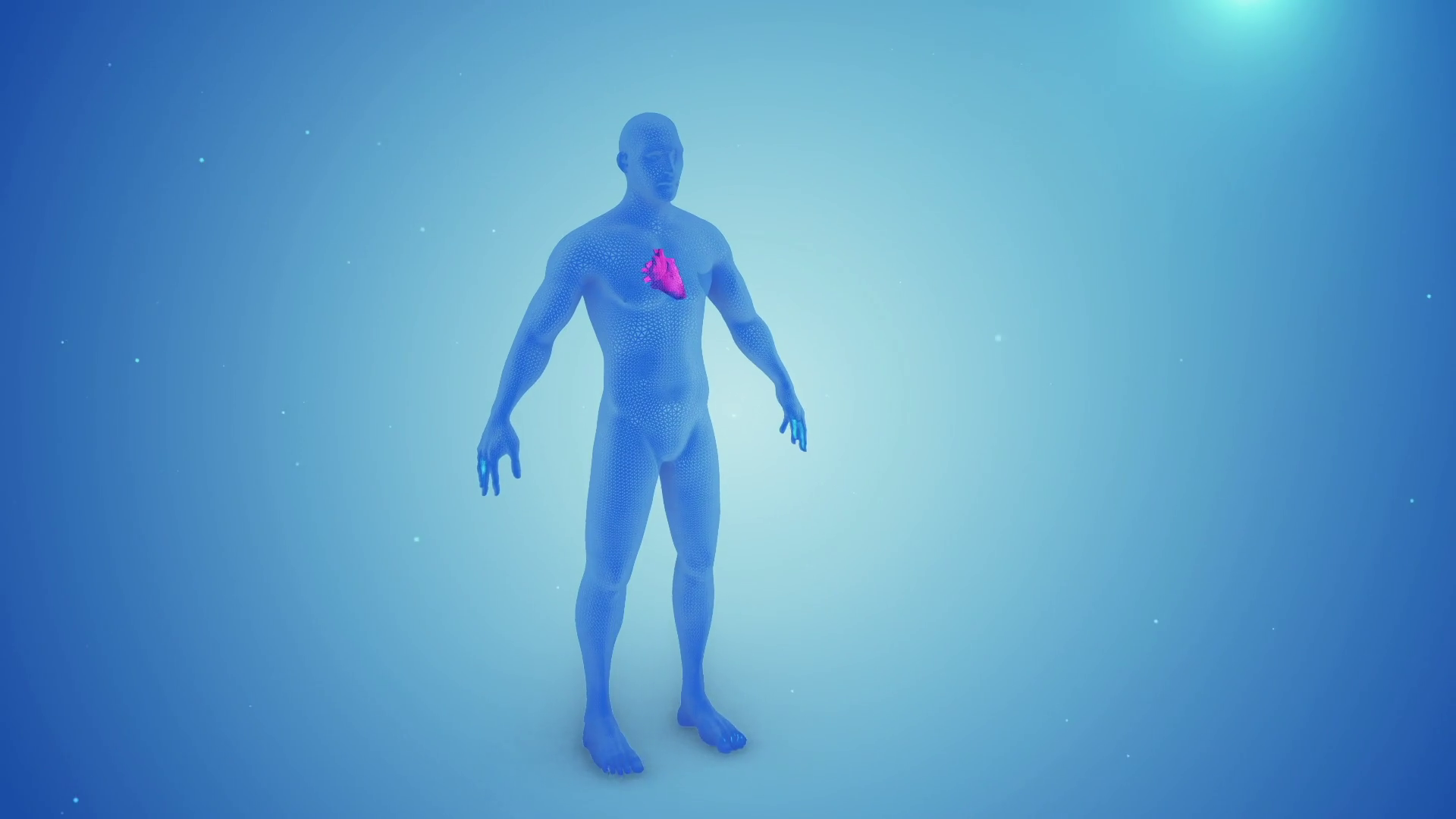 Heart Contractions In Human Body 3d Animation Stock Motion Graphics SBV ...