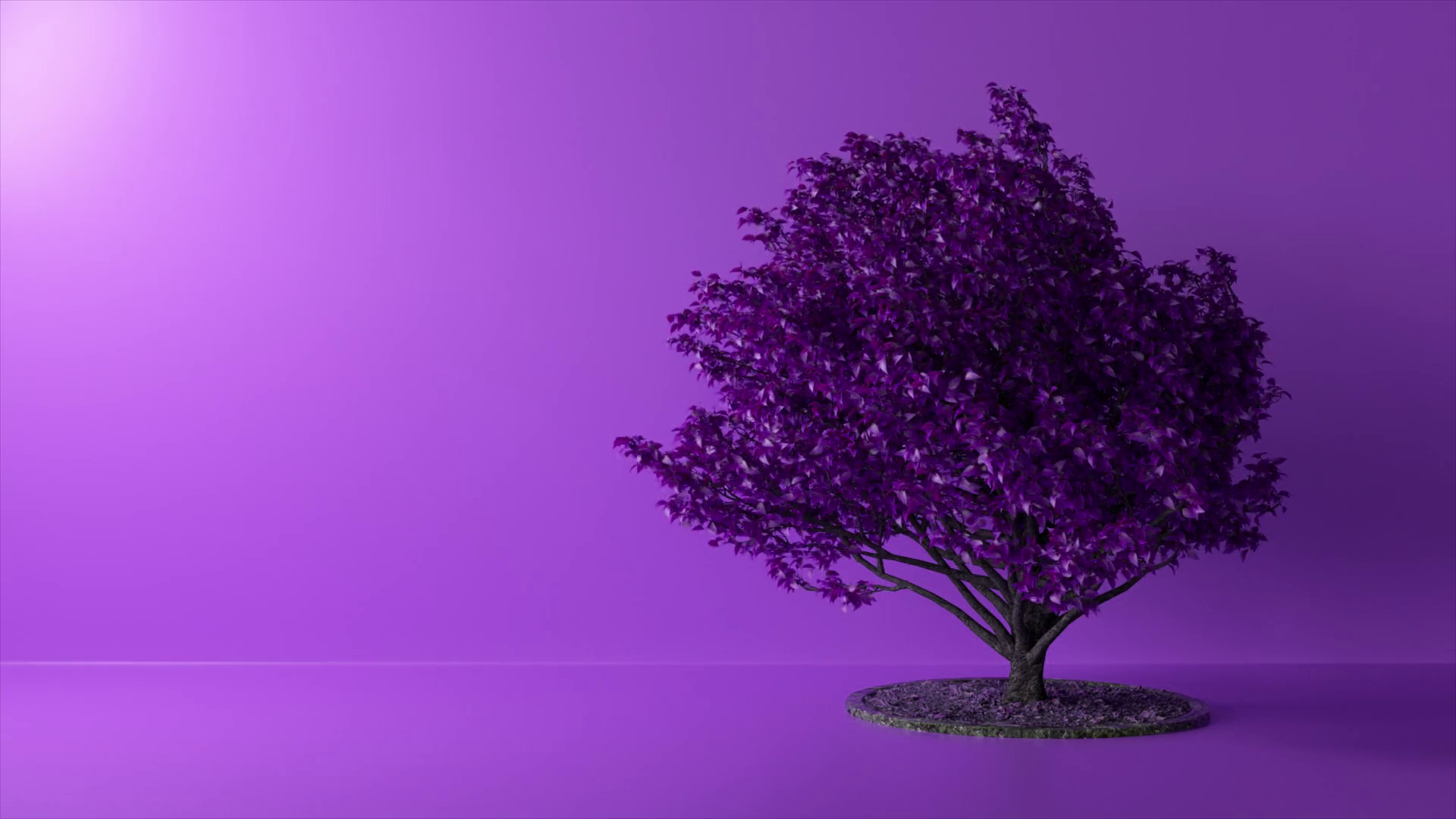 Tree In Studio On Purple Background Wind Stock Motion Graphics SBV ...