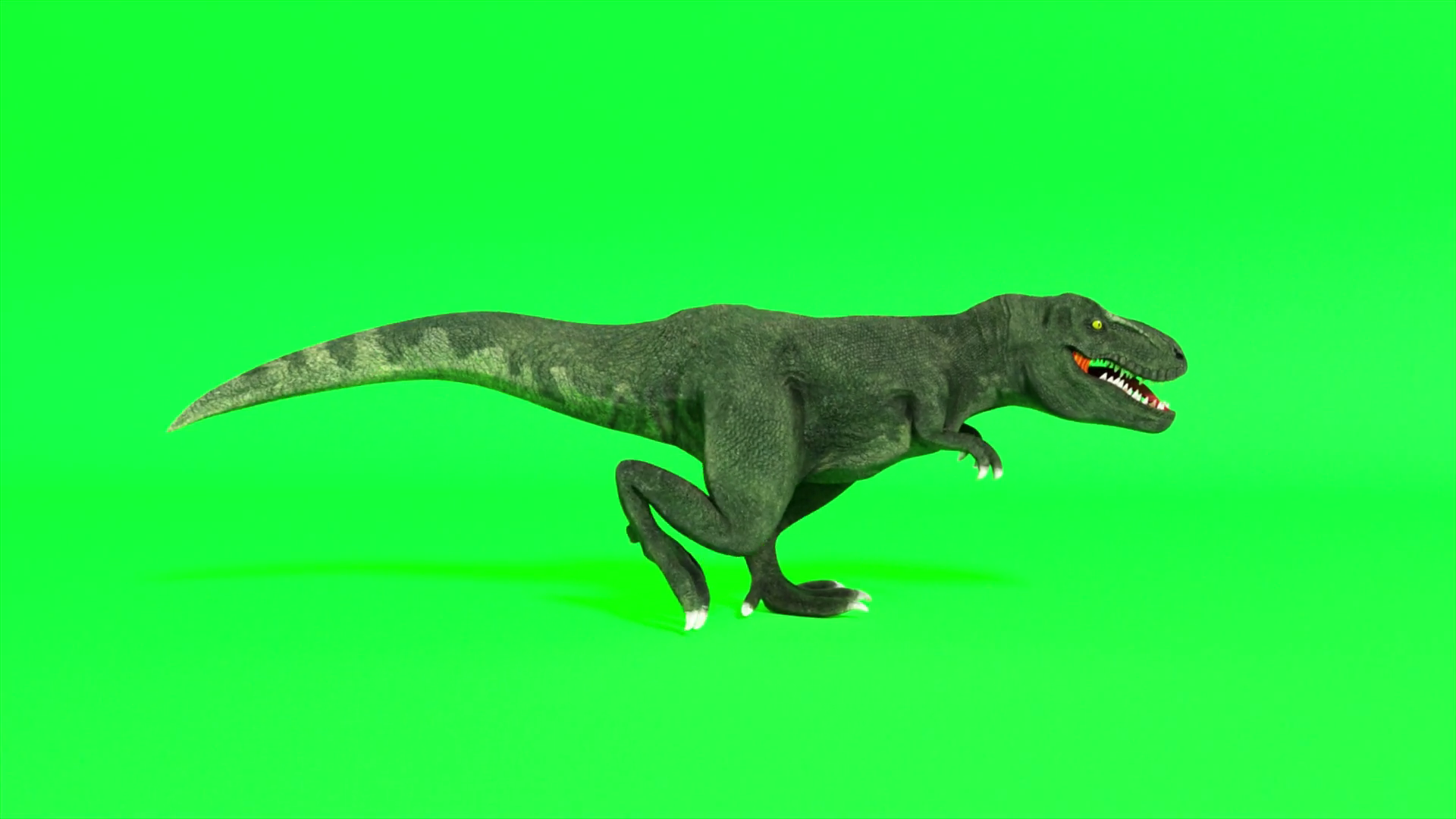 Tyrannosaurus Dinosaur Species Walking Stock Motion Graphics SBV ...