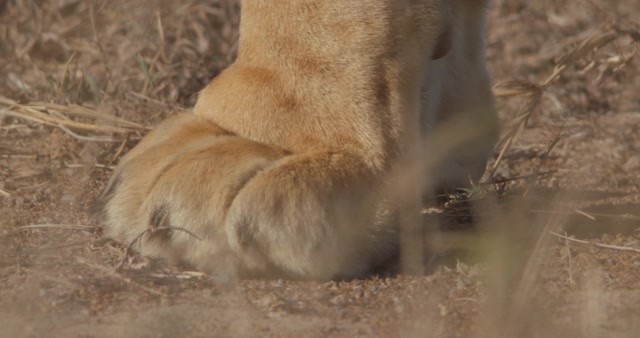 Lion Foot Stock Footage: Royalty-Free Video Clips - Storyblocks