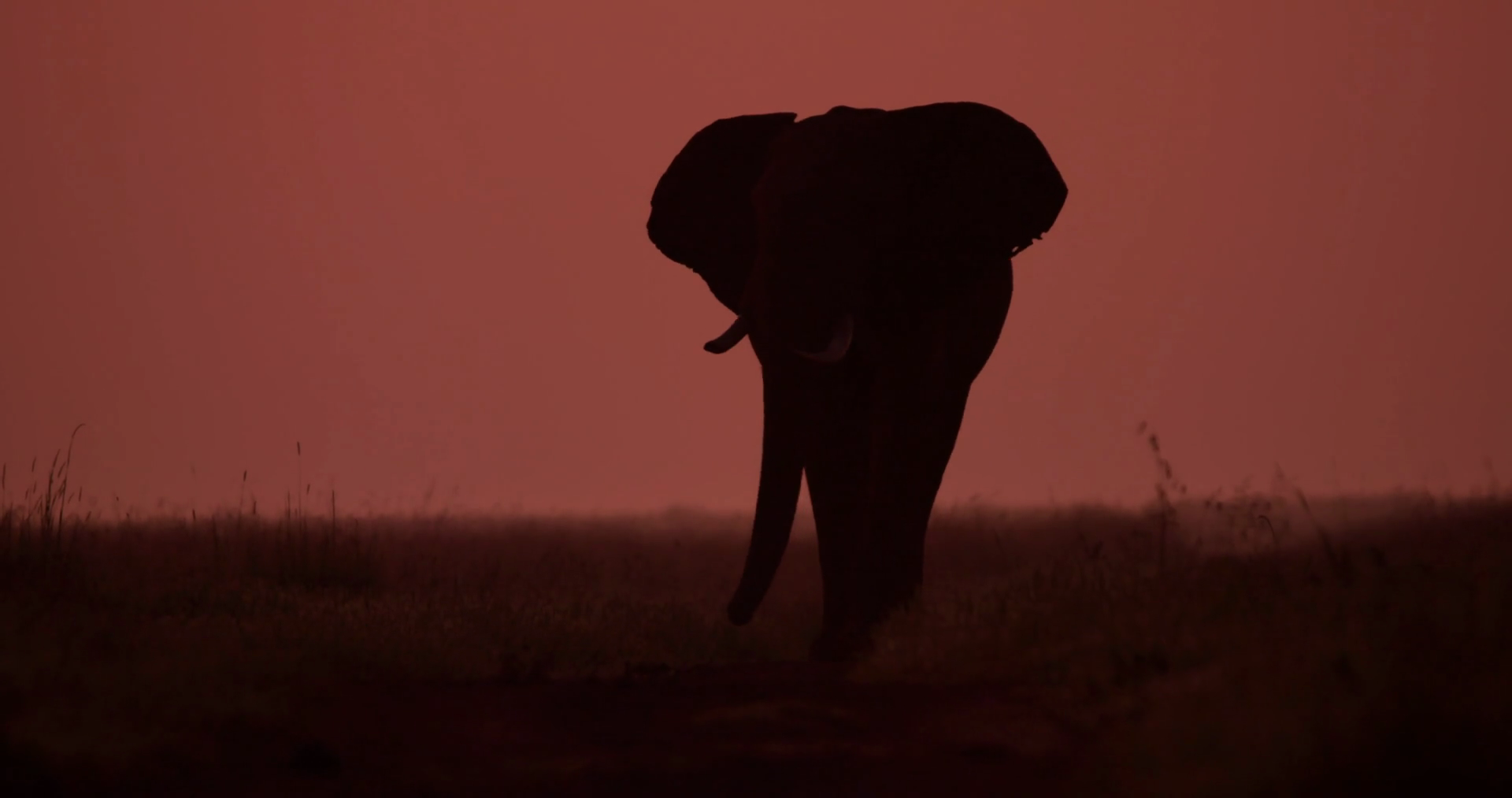 Extreme Wide Shot Of African Elephant Stock Footage SBV-351675067 ...
