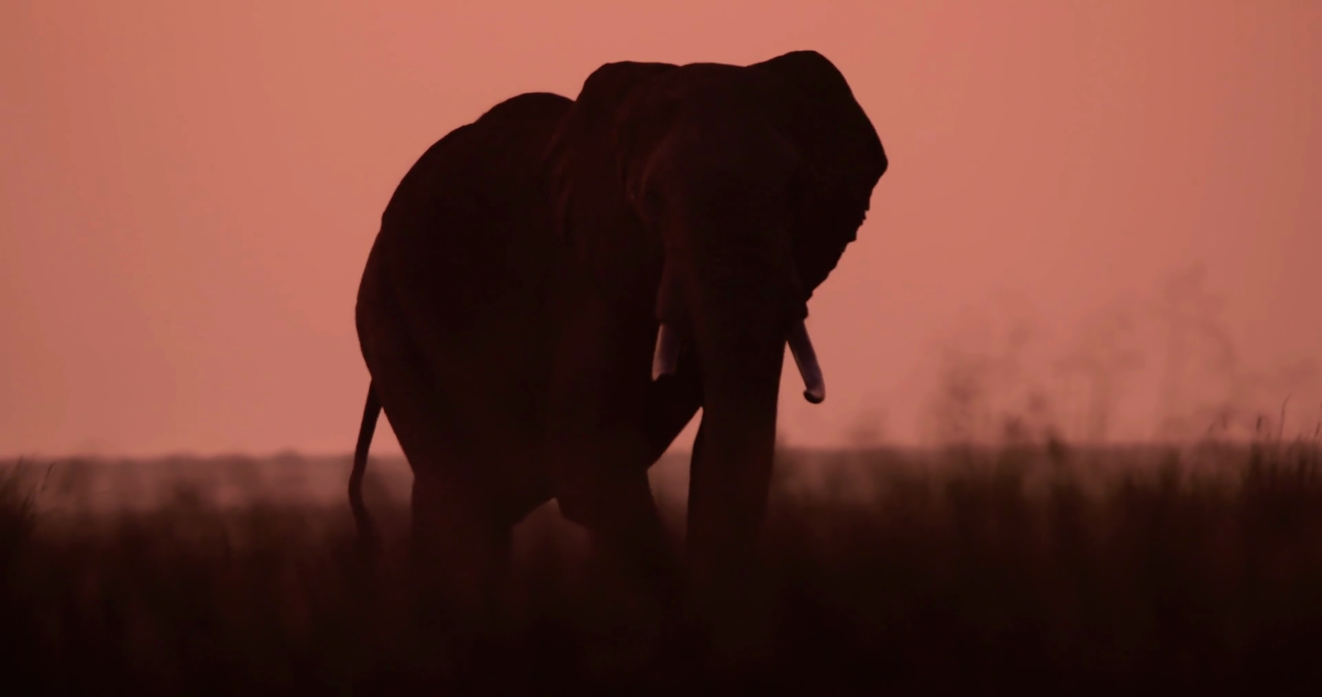 Wide Shot Of African Elephant Walking Feeds Stock Footage SBV-351675066 ...