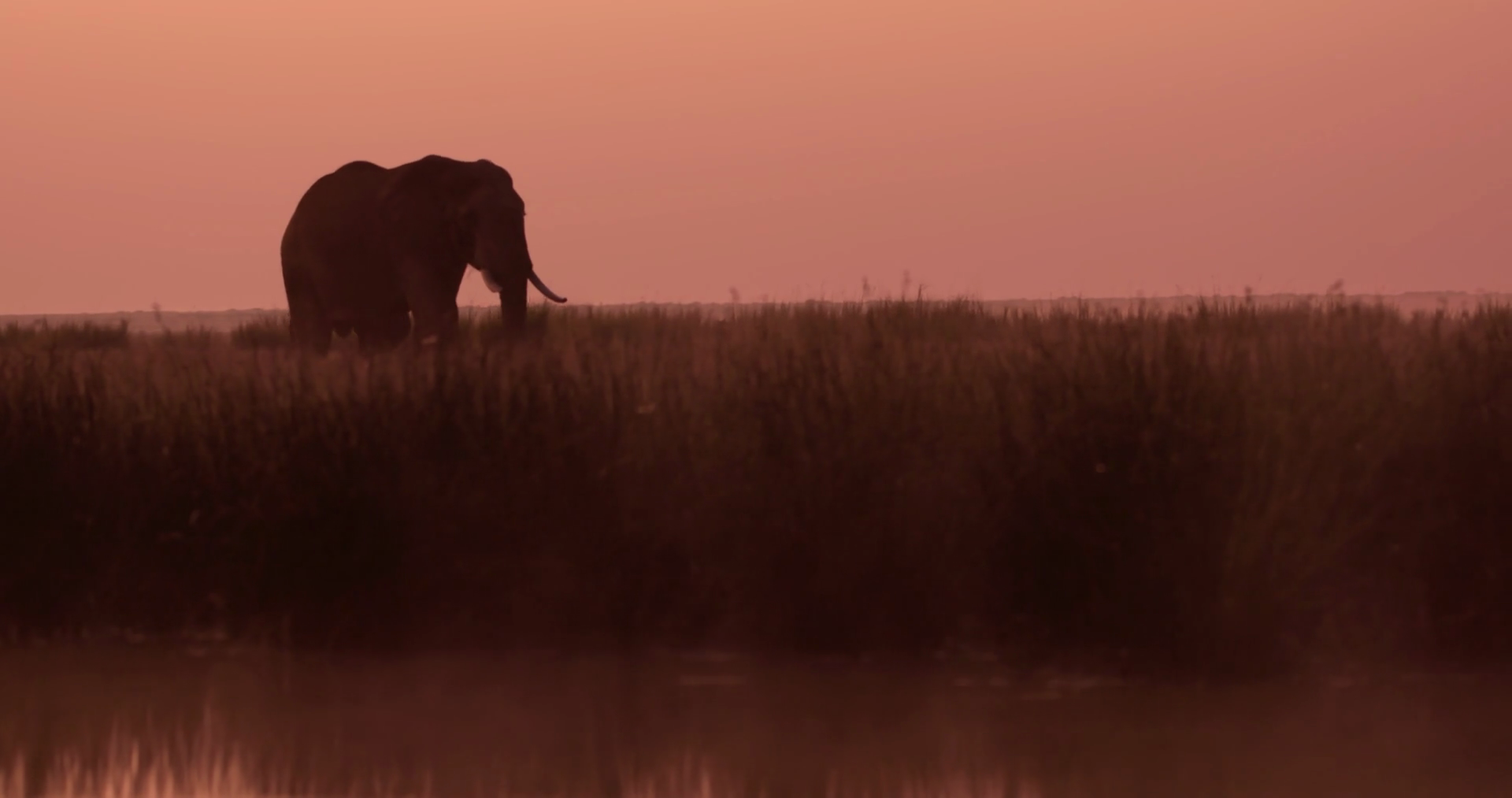 Extreme Wide Shot Of African Elephant Stock Footage SBV-351675074 ...