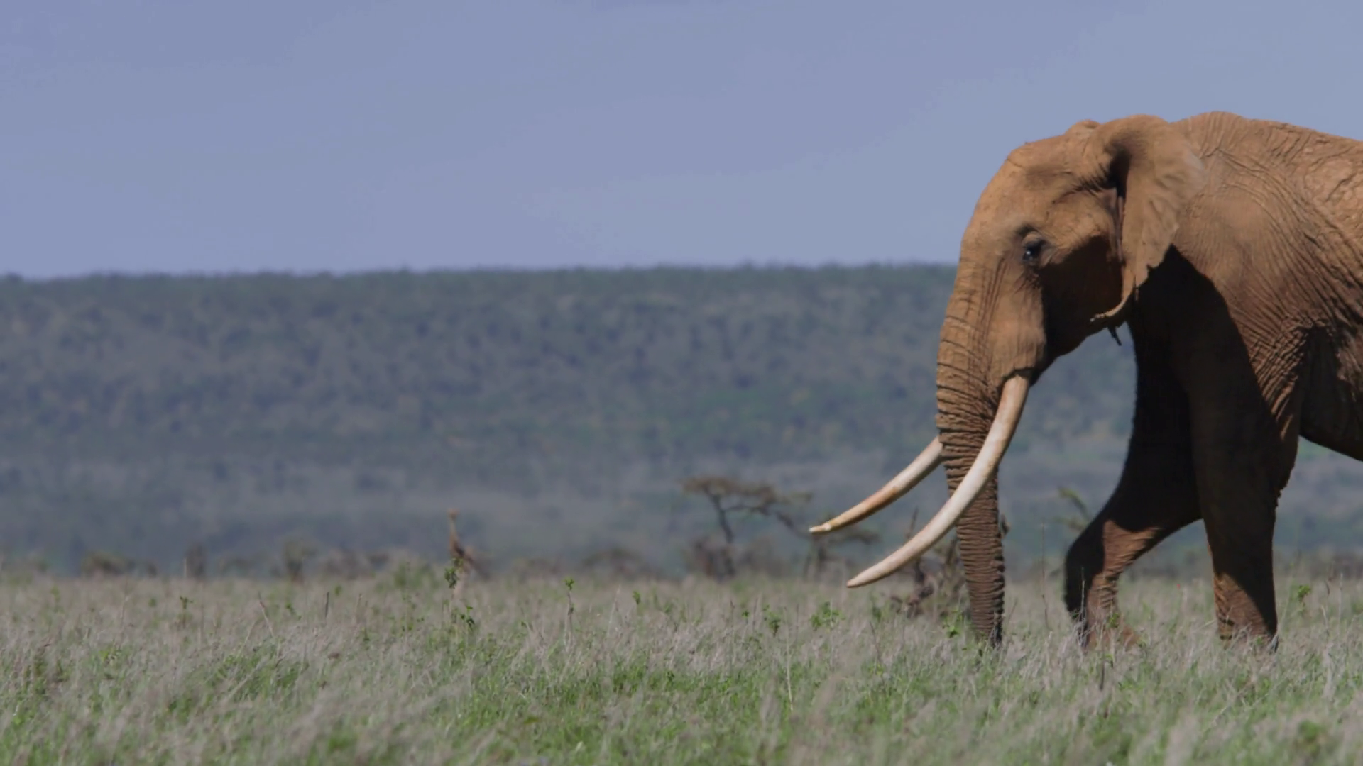 Long Lens Of African Elephant (loxodonta Stock Footage SBV-352065629 ...