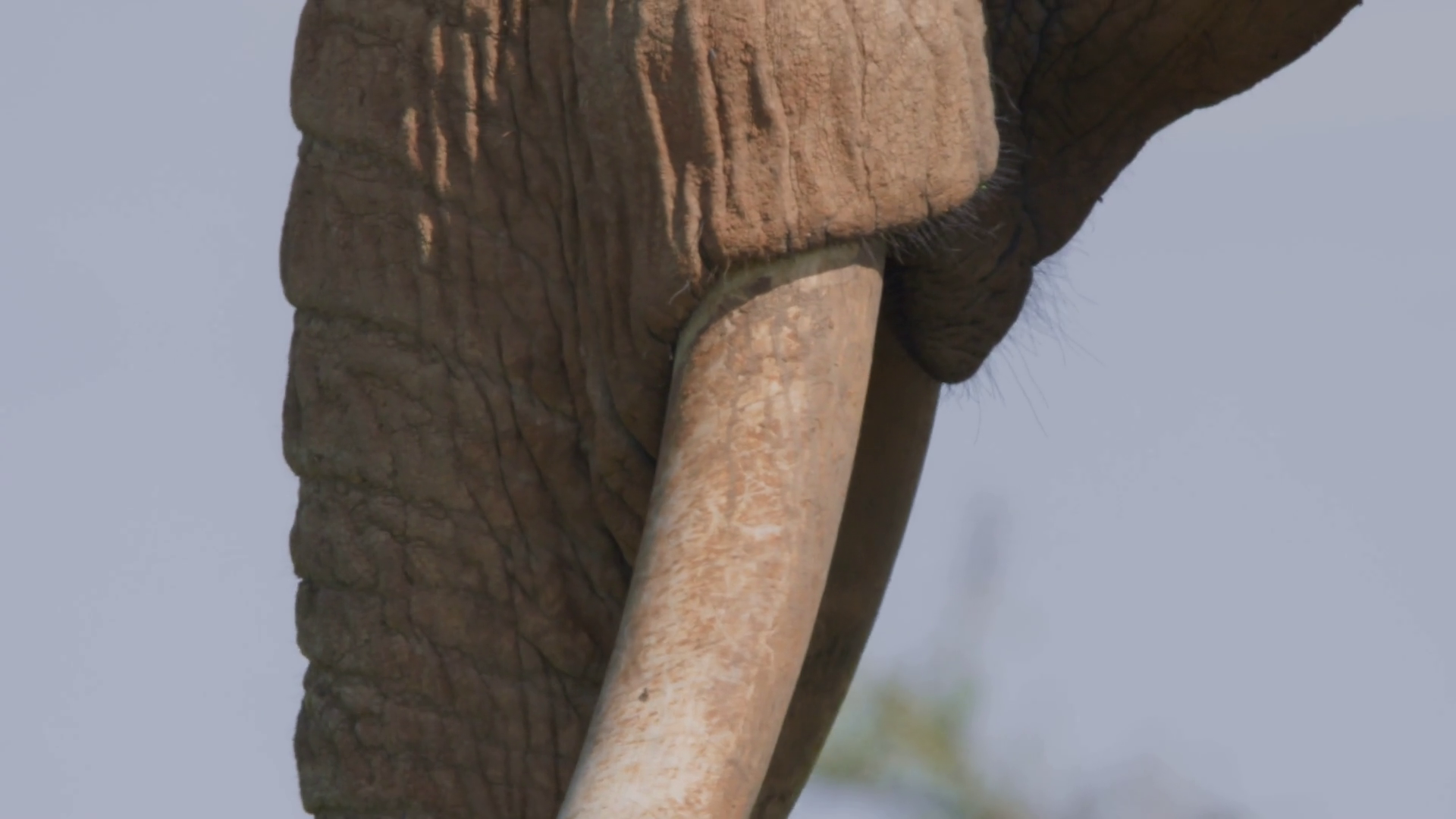 Extreme Close Up Of African Elephant's Stock Footage SBV-352066740 ...