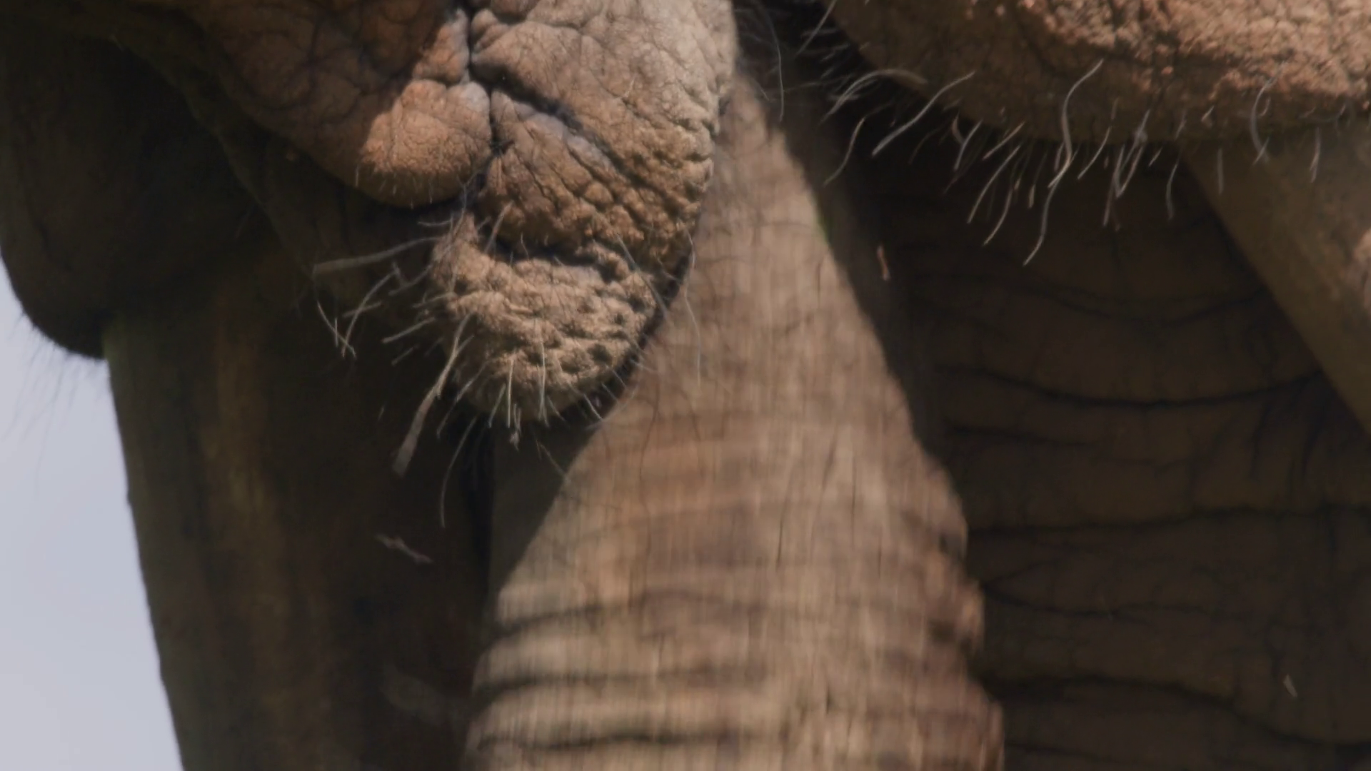 Extreme Close Up Of African Elephant's Stock Footage SBV-352067632 ...