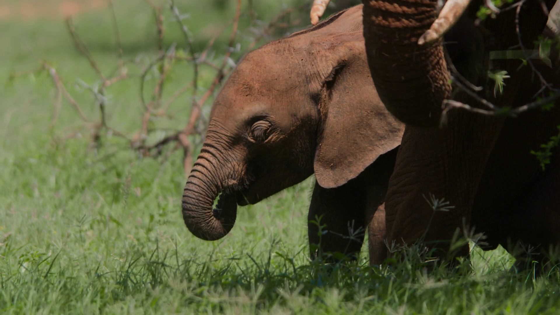 Close Up Of Baby Elephant (loxodonta Stock Footage SBV-352074038 ...