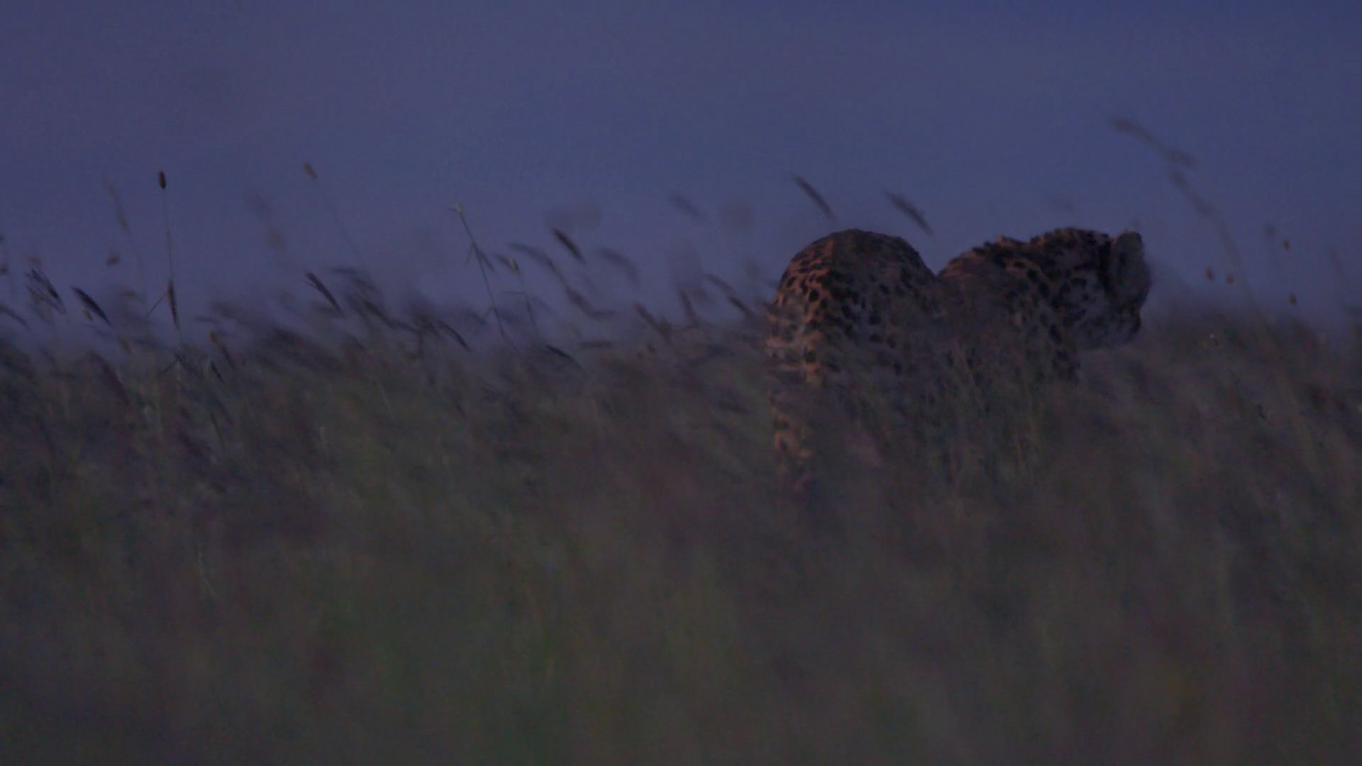 Long Lens Of Two Cheetahs (acinonyx Jubatus) Stock Footage SBV ...