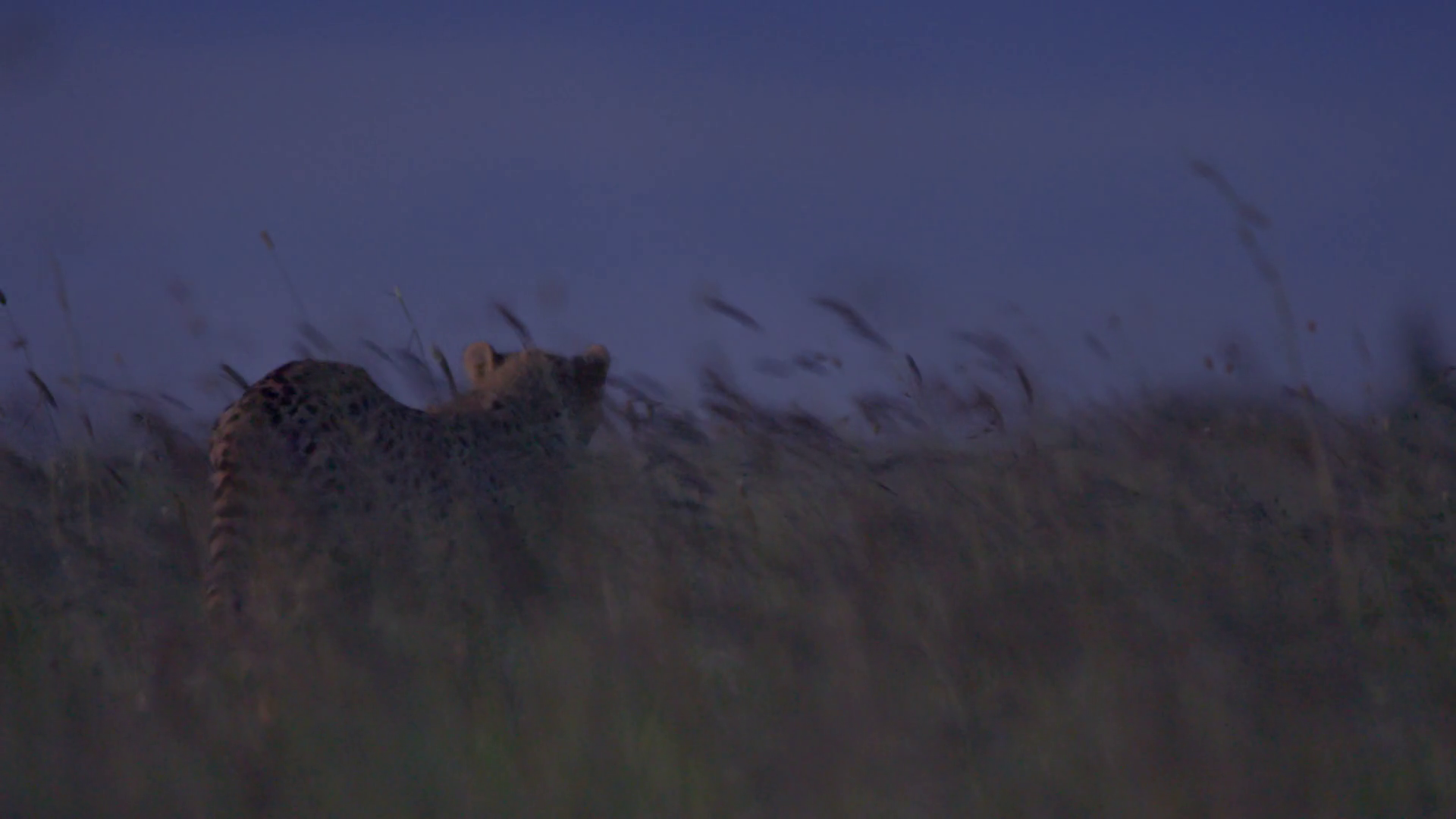 Long Lens Of Two Cheetahs (acinonyx Jubatus) Stock Footage SBV ...