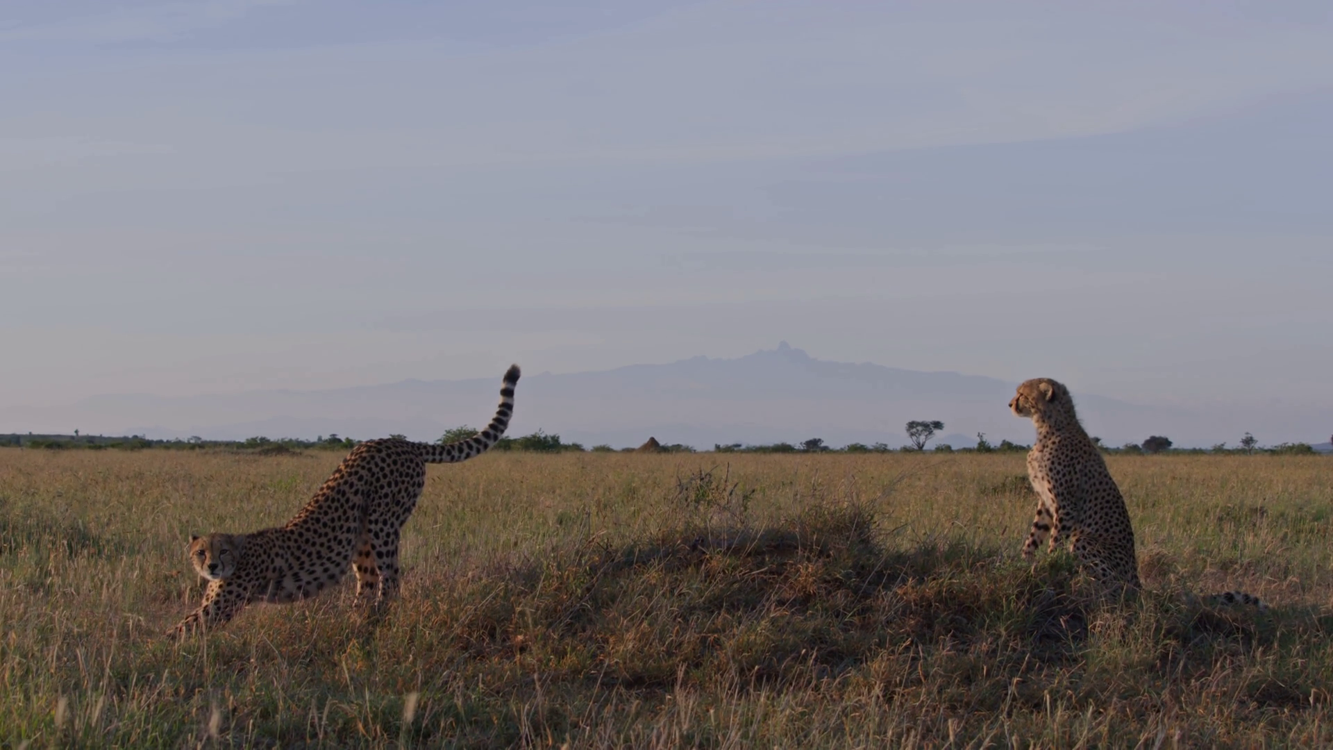 Long Lens Of Two Cheetahs (acinonyx Jubatus) Stock Footage SBV ...