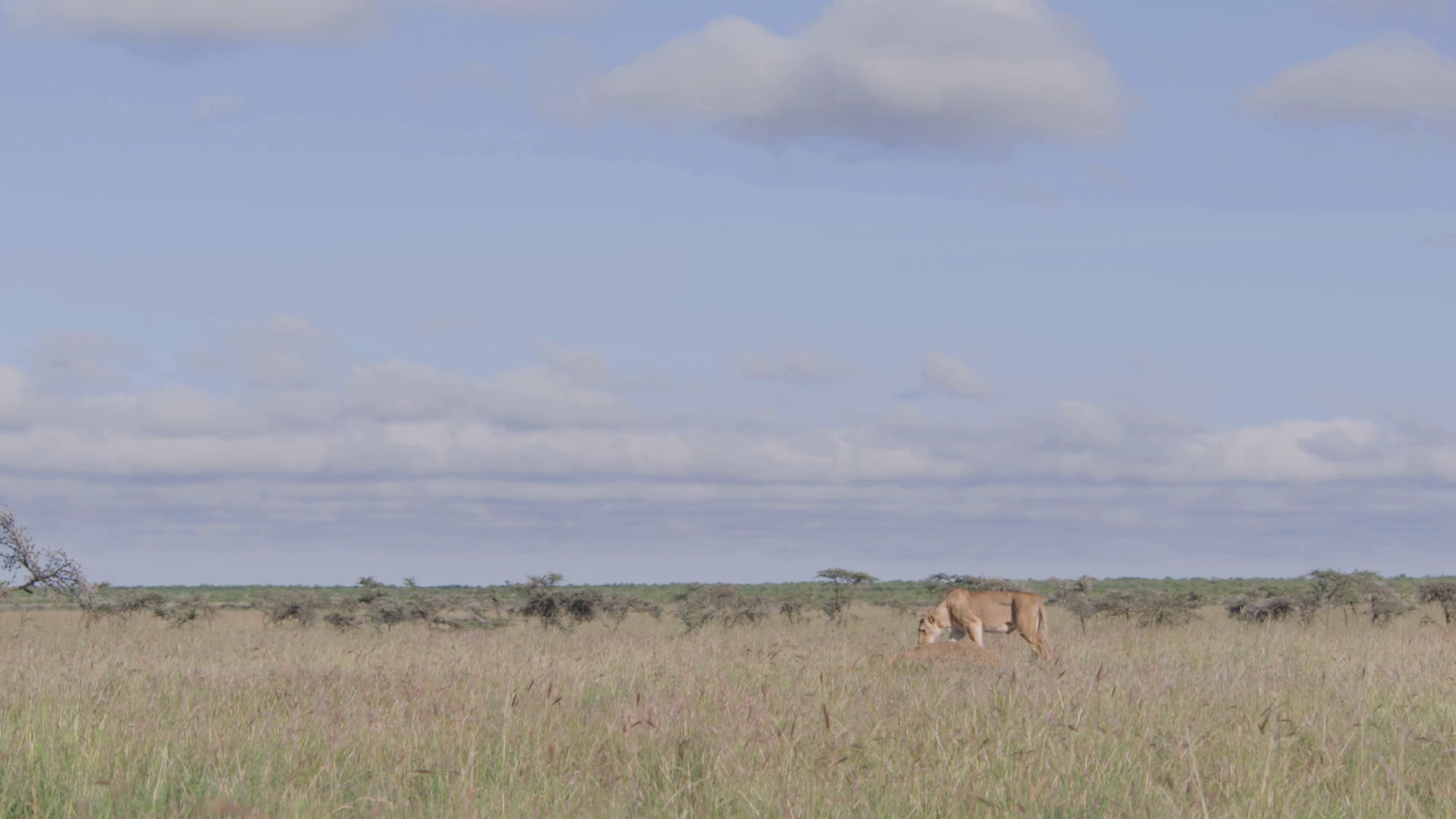 Wide Shot Of Collared Female Lion (panthera Stock Footage SBV-352079094 ...