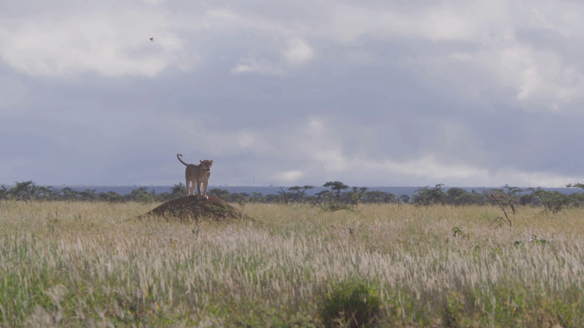 Wide Shot Of Collared Female Lion (panthera Stock Footage SBV-352079127 ...