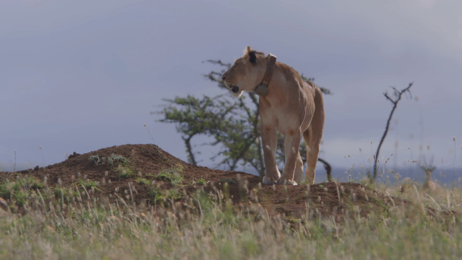 Long Lens Of Collared Female Lion (panthera Stock Footage SBV-352079175 ...