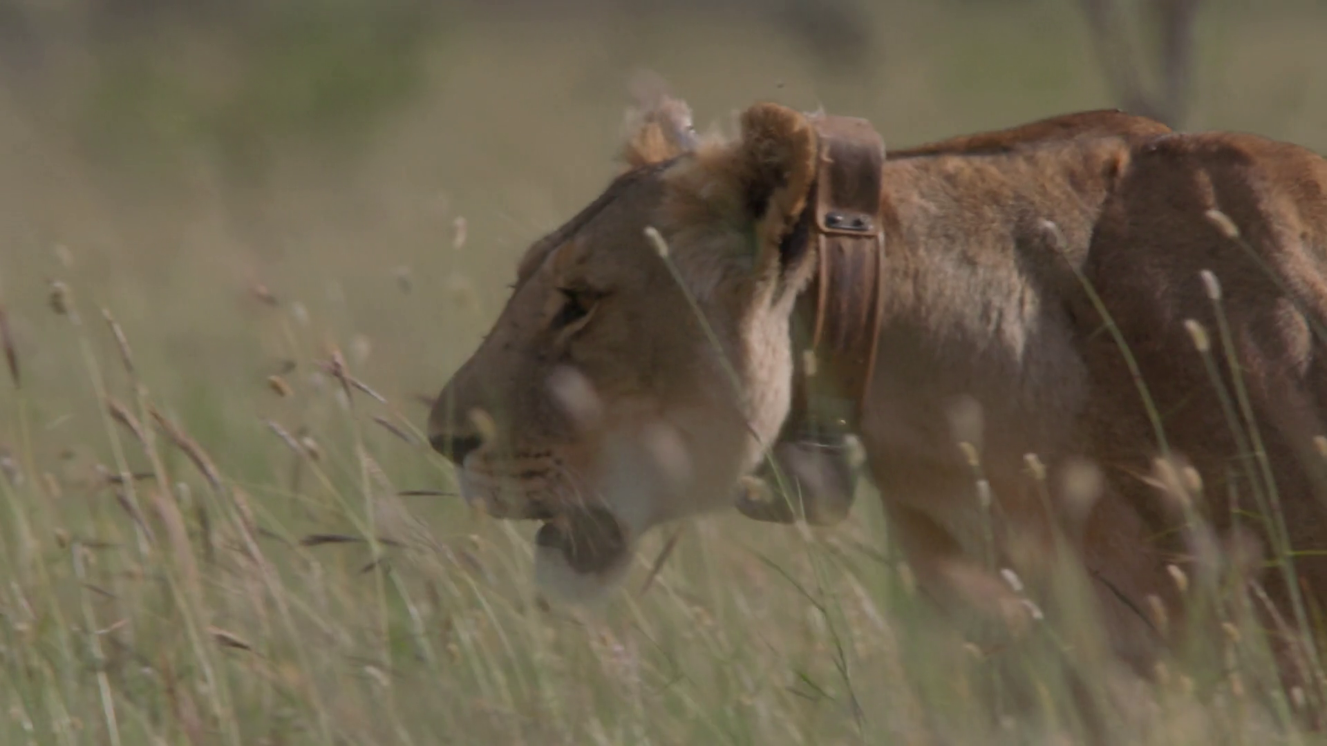Close Up Pan Of Collared Female Lion Stock Footage SBV-352079200 ...
