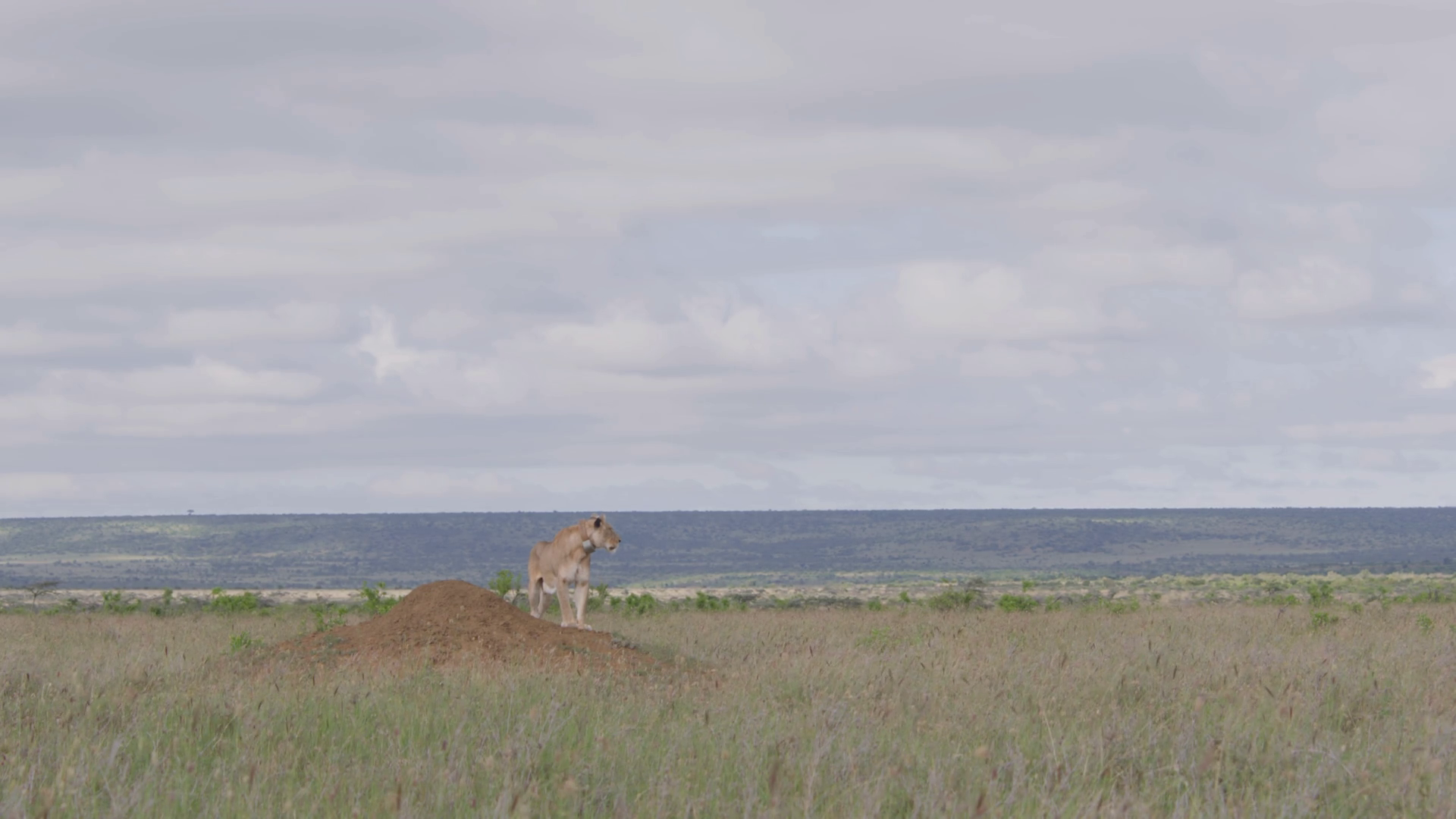 Wide Shot Of Collared Female Lion (panthera Stock Footage SBV-352079254 ...