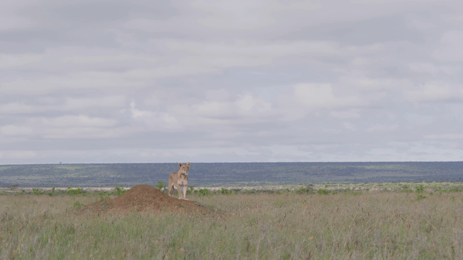 Wide Shot Of Collared Female Lion (panthera Stock Footage SBV-352079262 ...