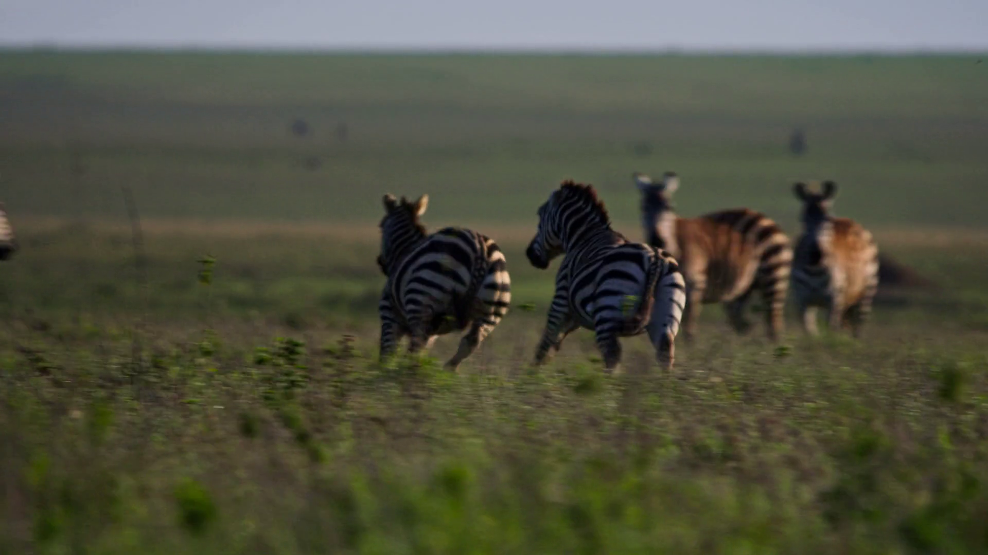 Long Lens Pan Of Male Zebras Chasing In Stock Footage SBV-348574597 ...