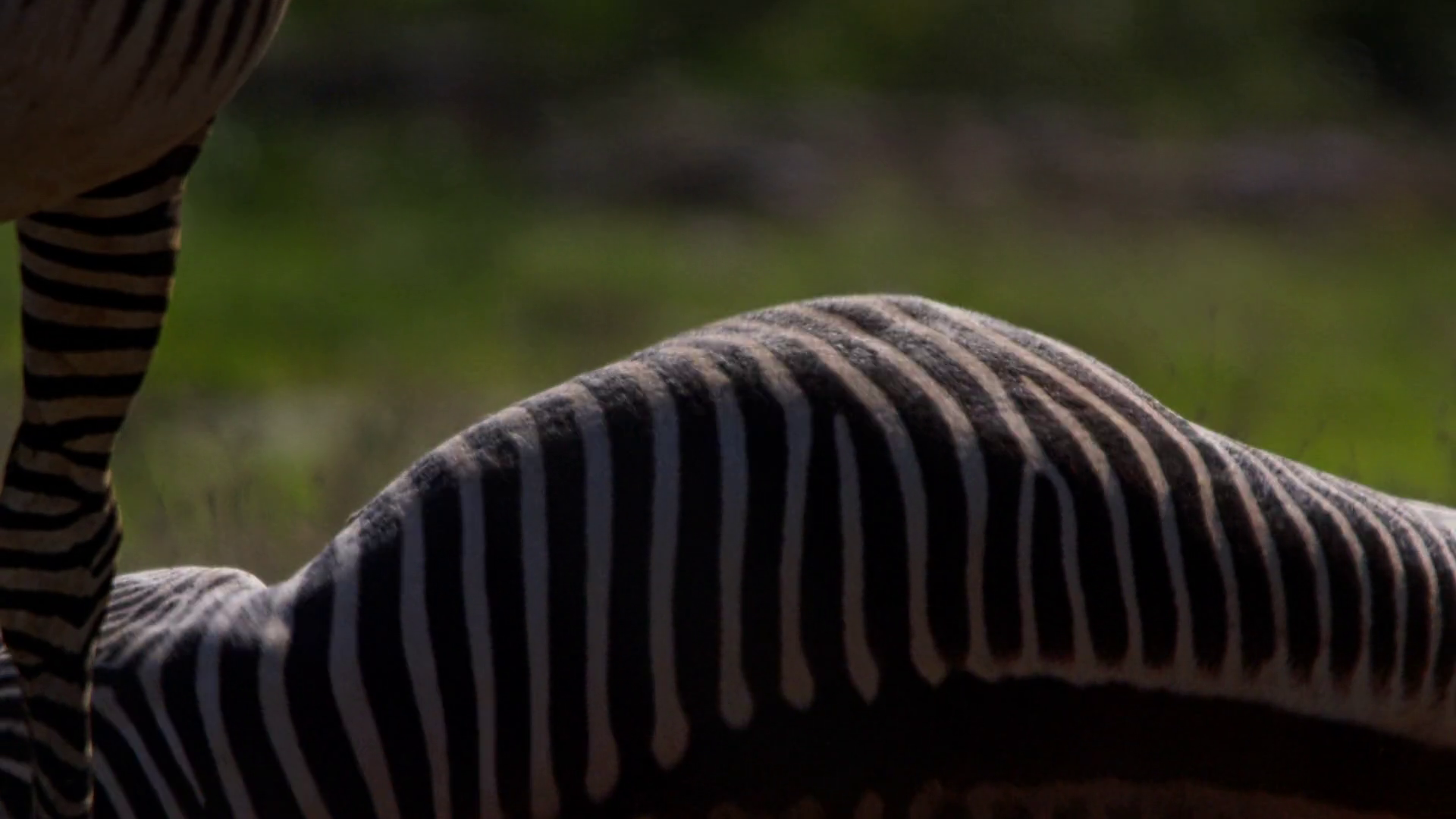 Extreme Close Up Of Grevy Zebra Sand Bathing Stock Footage SBV ...