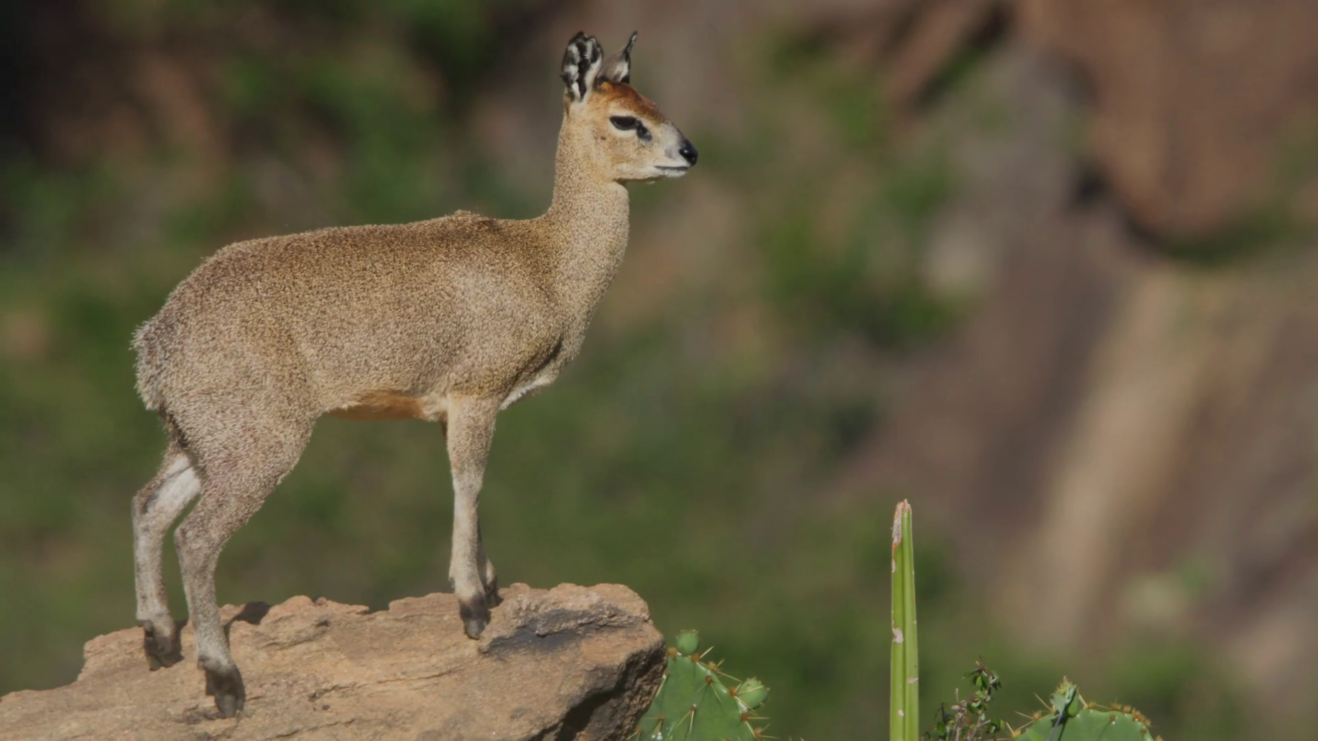 Bokeh Shot Of Klipspringer Scanning Stock Footage SBV-348769026 ...