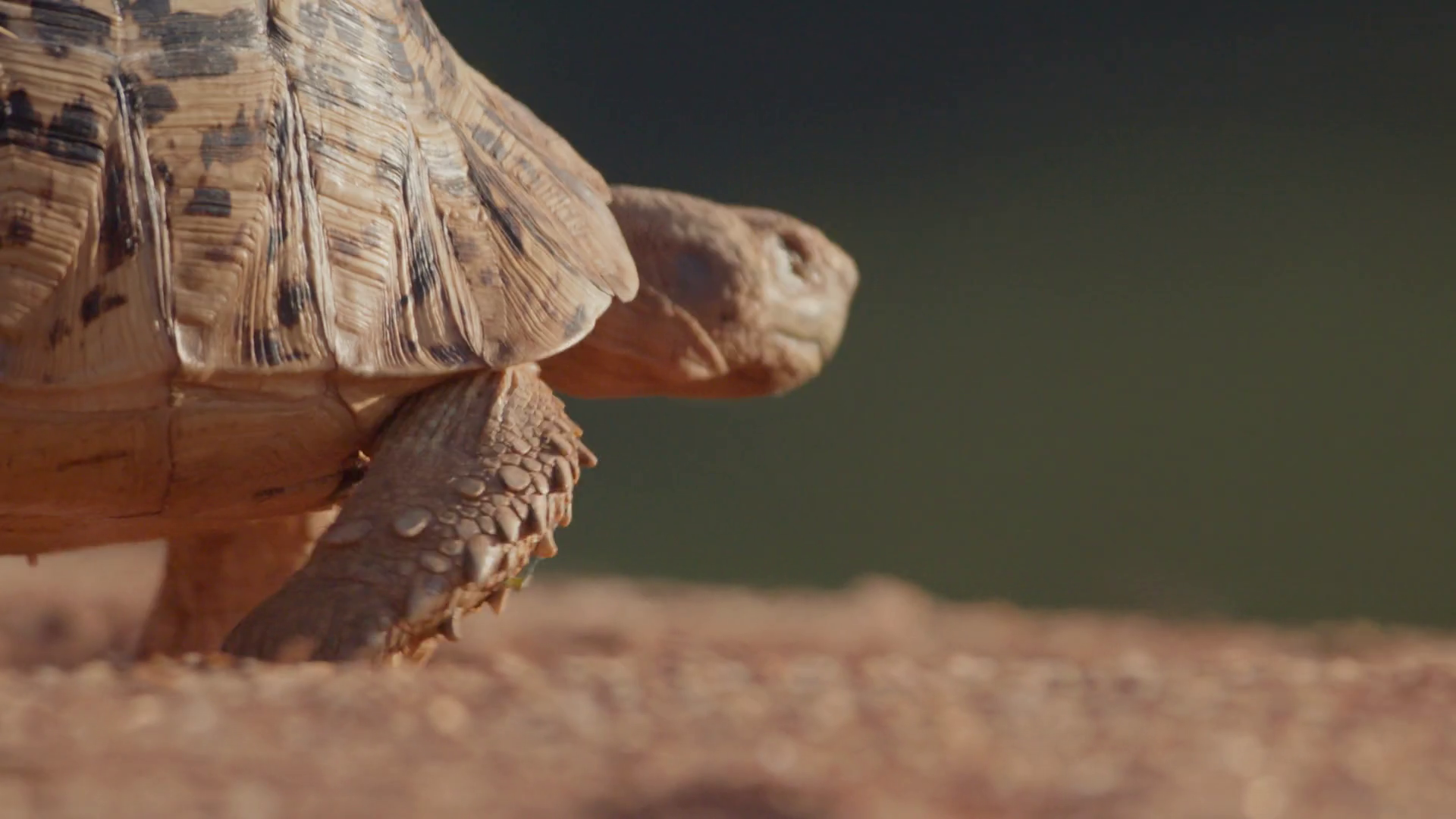 Close Up Pan Of Leopard Tortoise's Shell Stock Footage SBV-348769900 ...