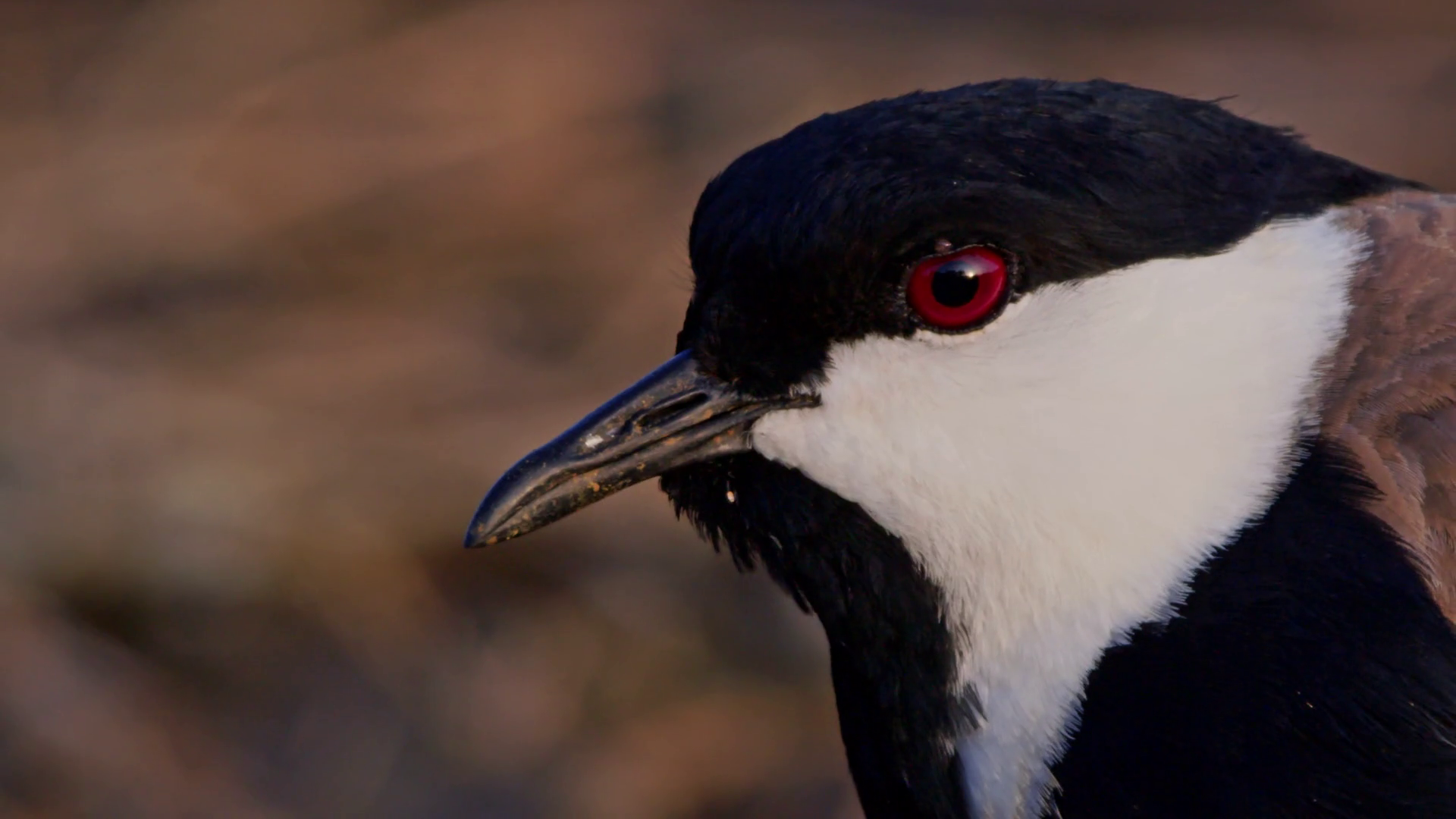 Close Up Of Black-winged Lapwing's Head Stock Footage SBV-348627551 ...