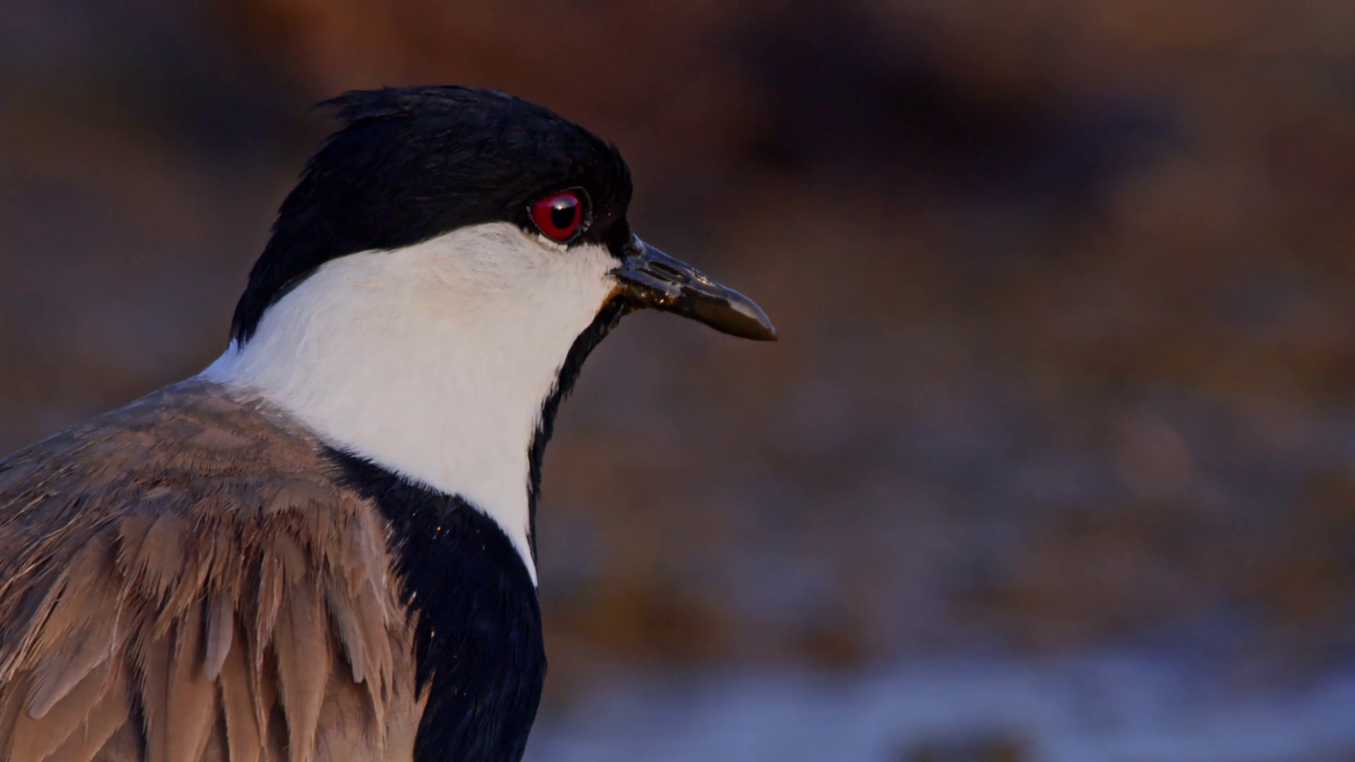 Close Up Of Black-winged Lapwing's Head Stock Footage SBV-348627618 ...