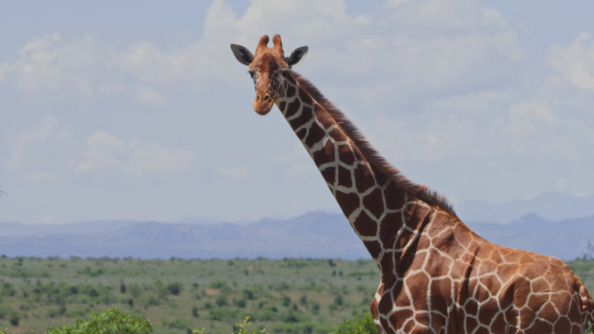 Long Lens Of Reticulated Giraffe Looking At Stock Footage SBV-348642488 ...