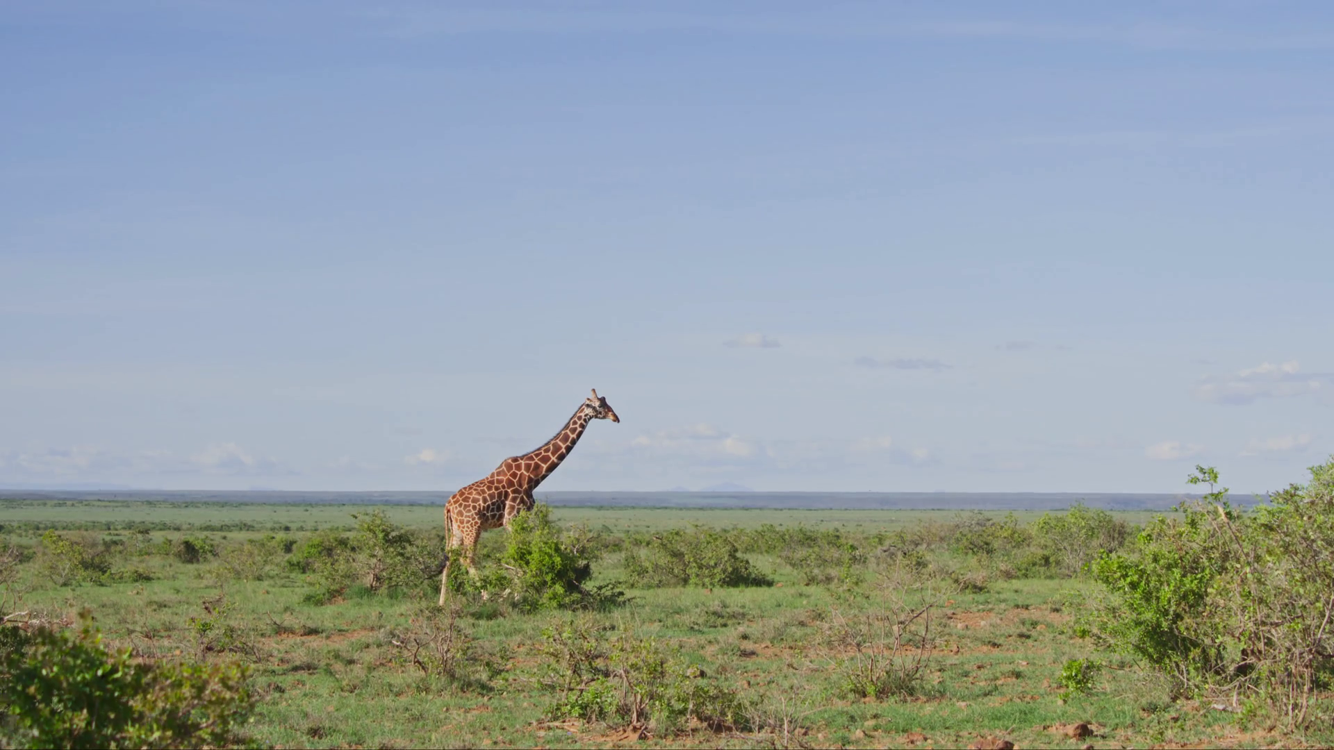 Long Lens Wide Shot Of Two Reticulated Stock Footage SBV-348642600 ...
