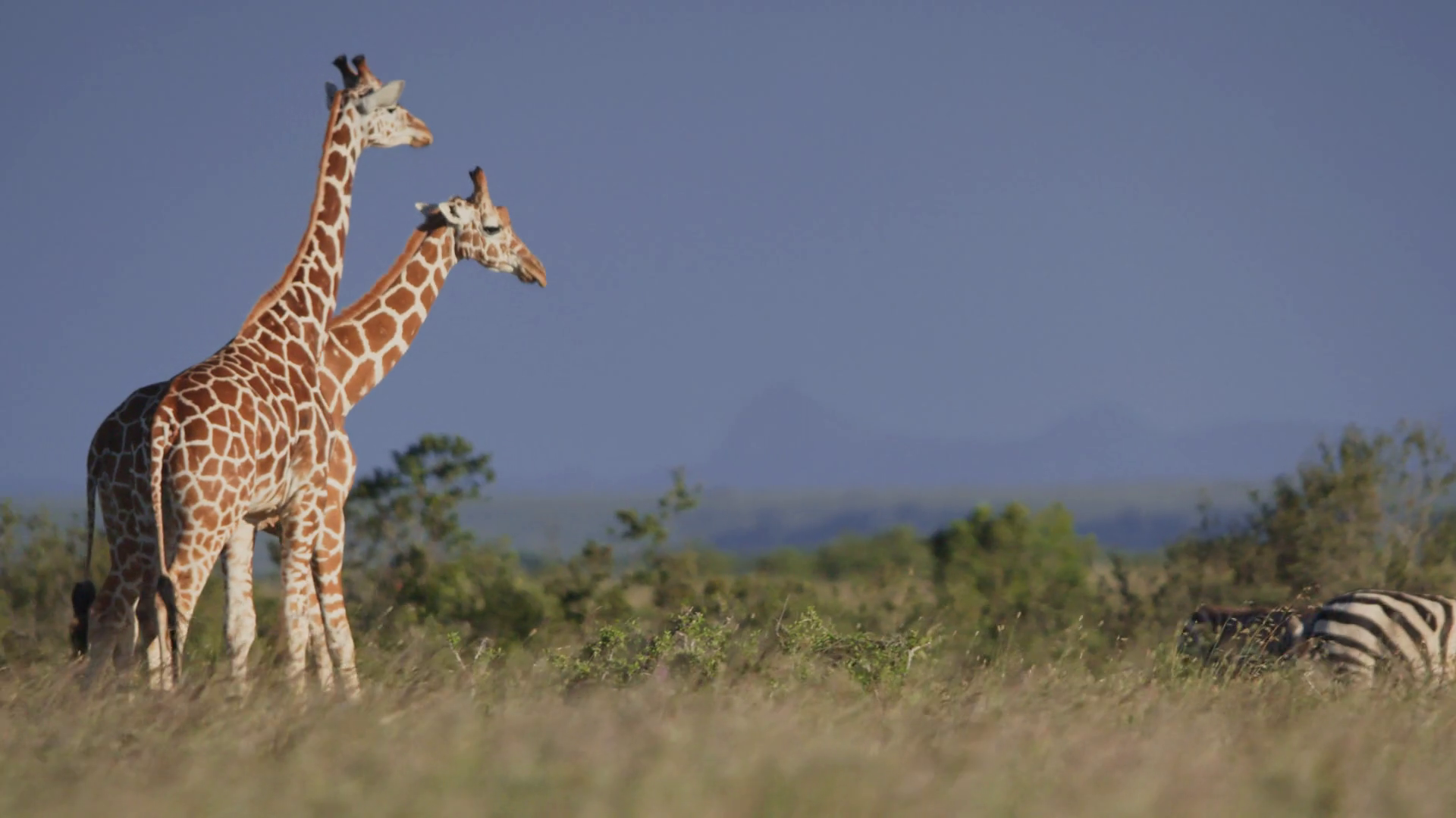 Wide Shot Of Two Reticulated Giraffes Stock Footage SBV-348768977 ...