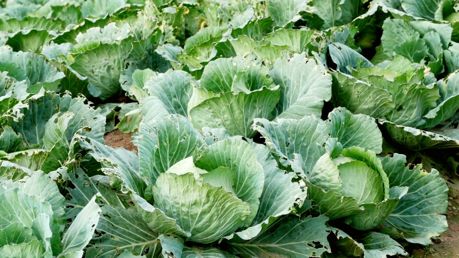Lush Green Cabbage Heads Growing Densely In Stock Footage SBV-353434051 ...